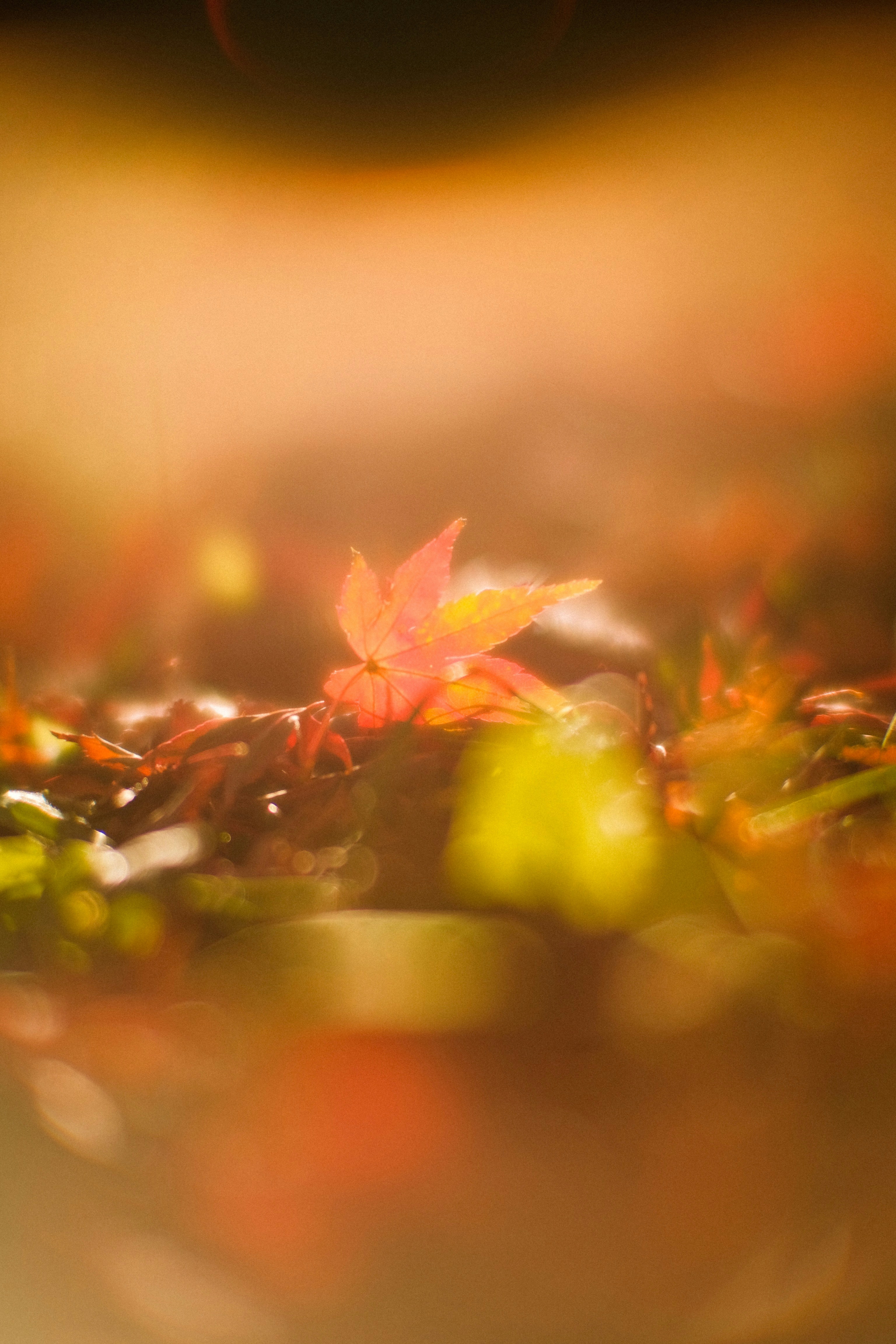 a blurry photo of a leaf on the ground