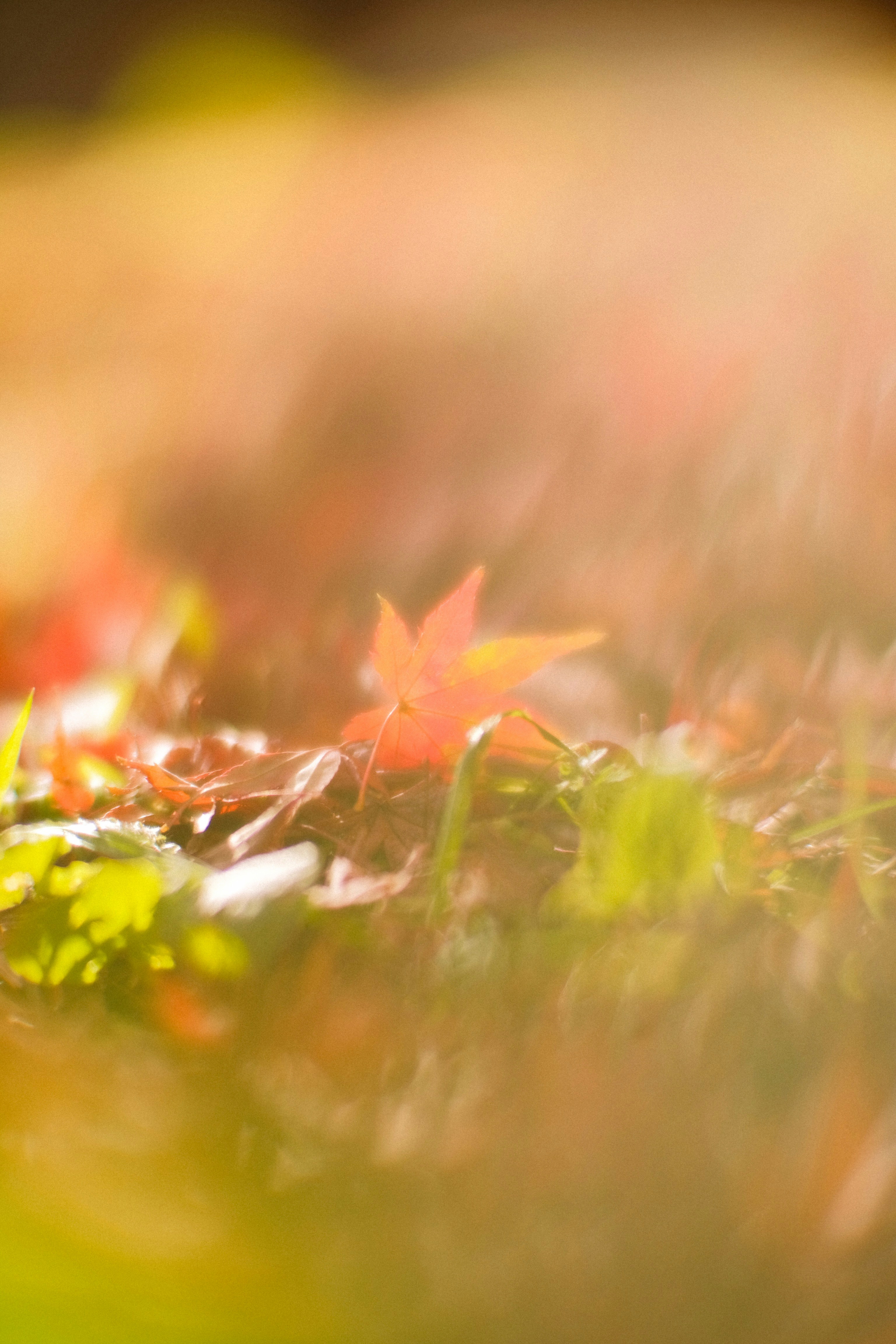 Autumn Quiet: A Soft Focus Leaflet in Warm Haze