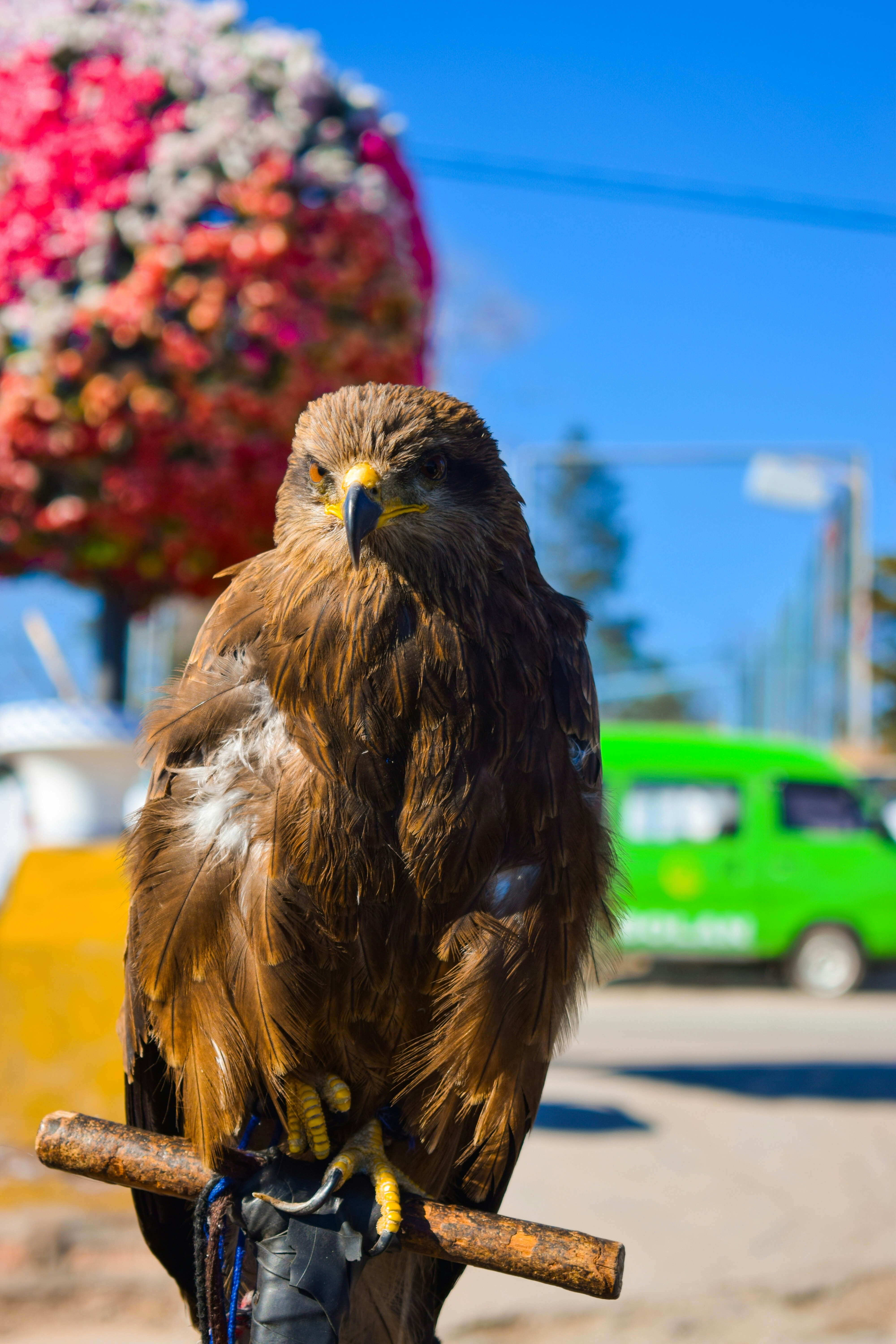 Urban Perch: A Brown Hawk Commands a Bright Blue Sky