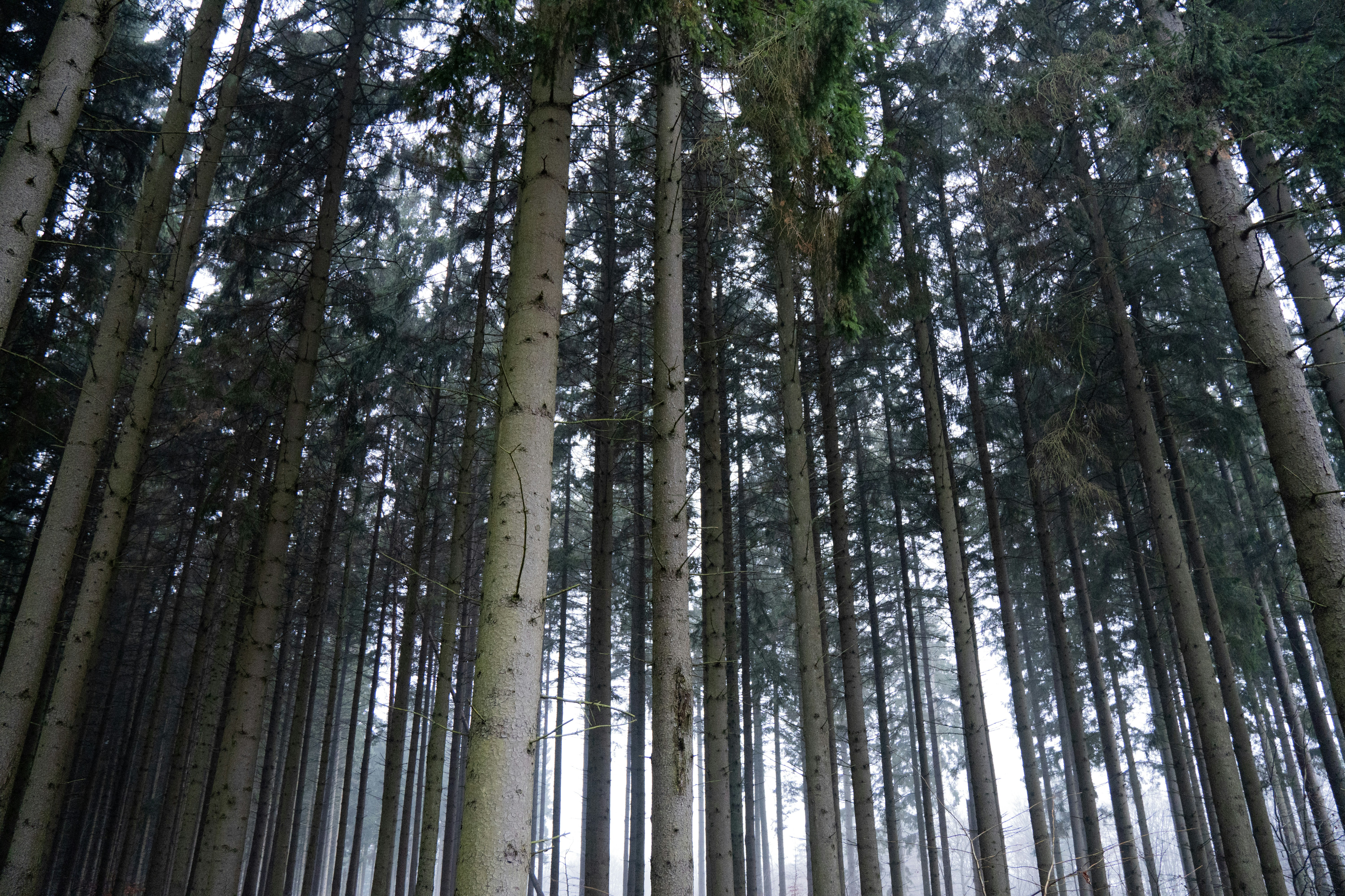 A forest filled with lots of tall trees photo – Free Hareskoven Image ...
