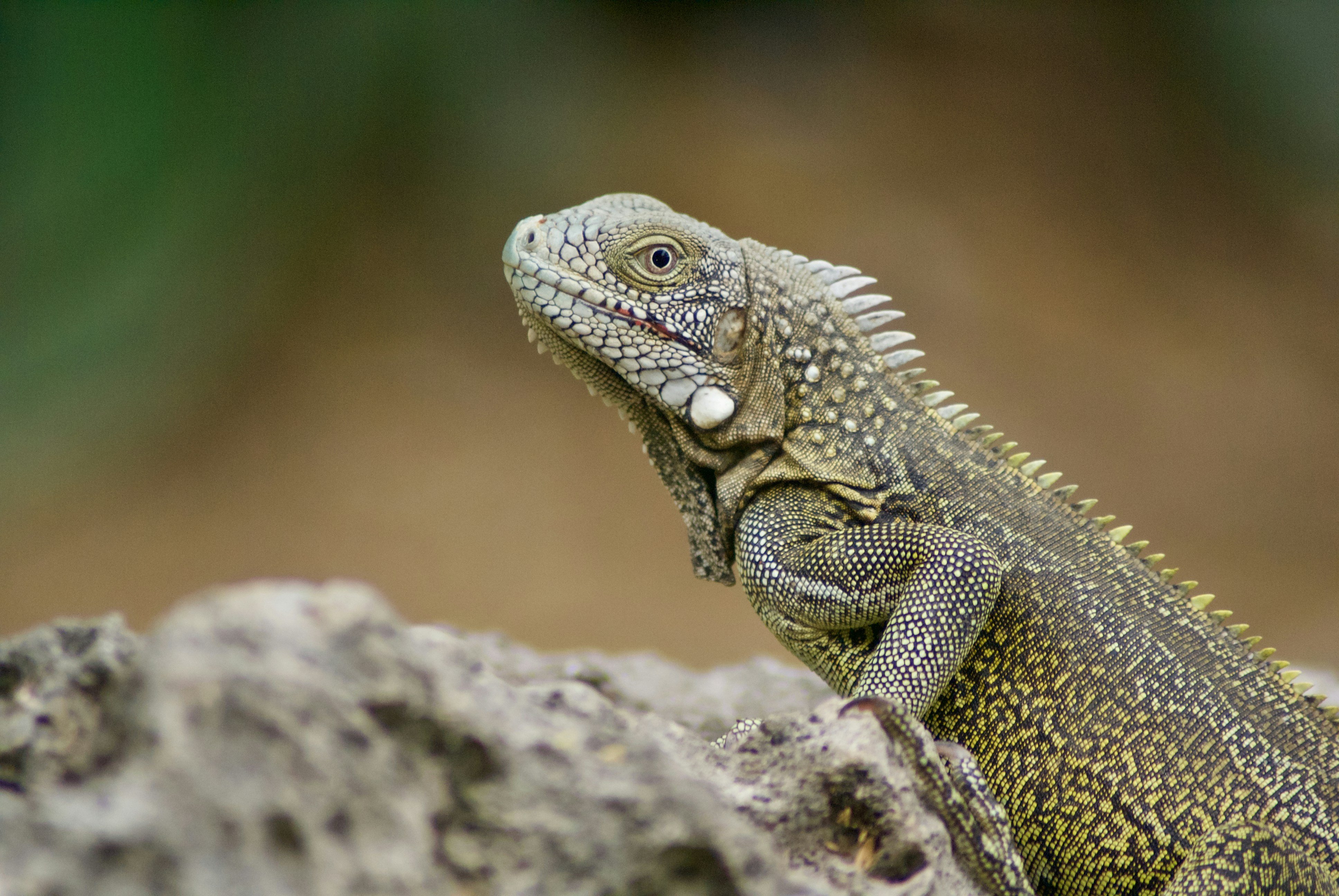 A close up of a lizard on a rock photo – Free Grey Image on Unsplash