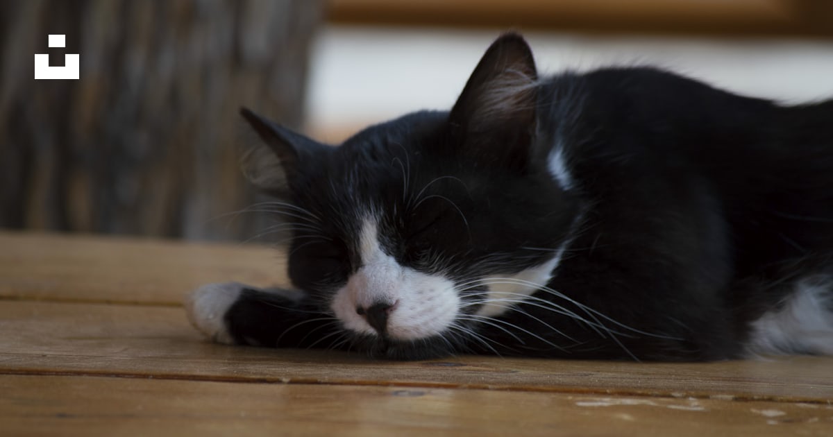 木のテーブルの上で眠る黒と白の猫の写真 Unsplashの無料猫写真