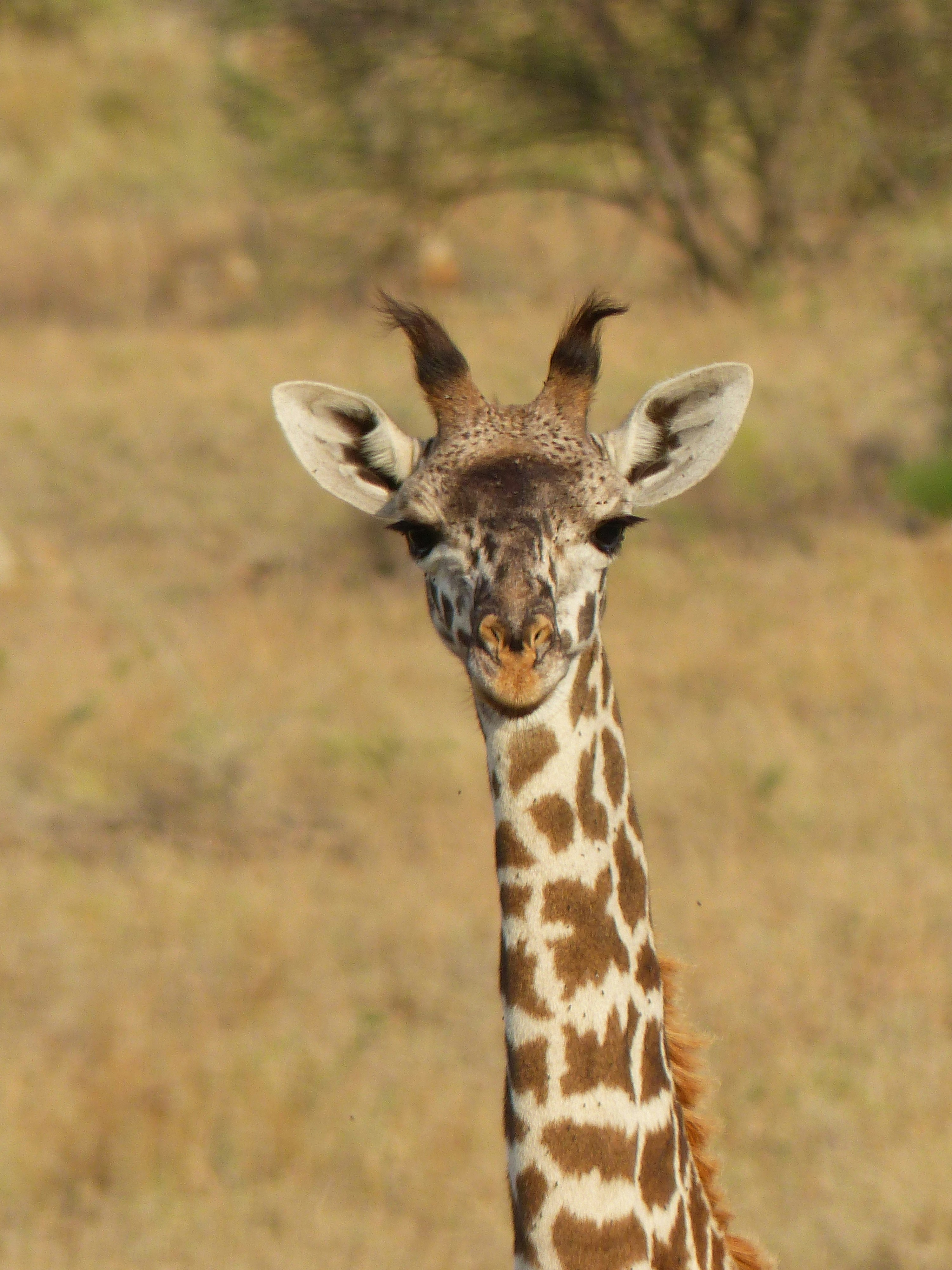 A giraffe curiously observing its surroundings in a sunlit savannah, showcasing its distinctive patterned coat and expressive features.