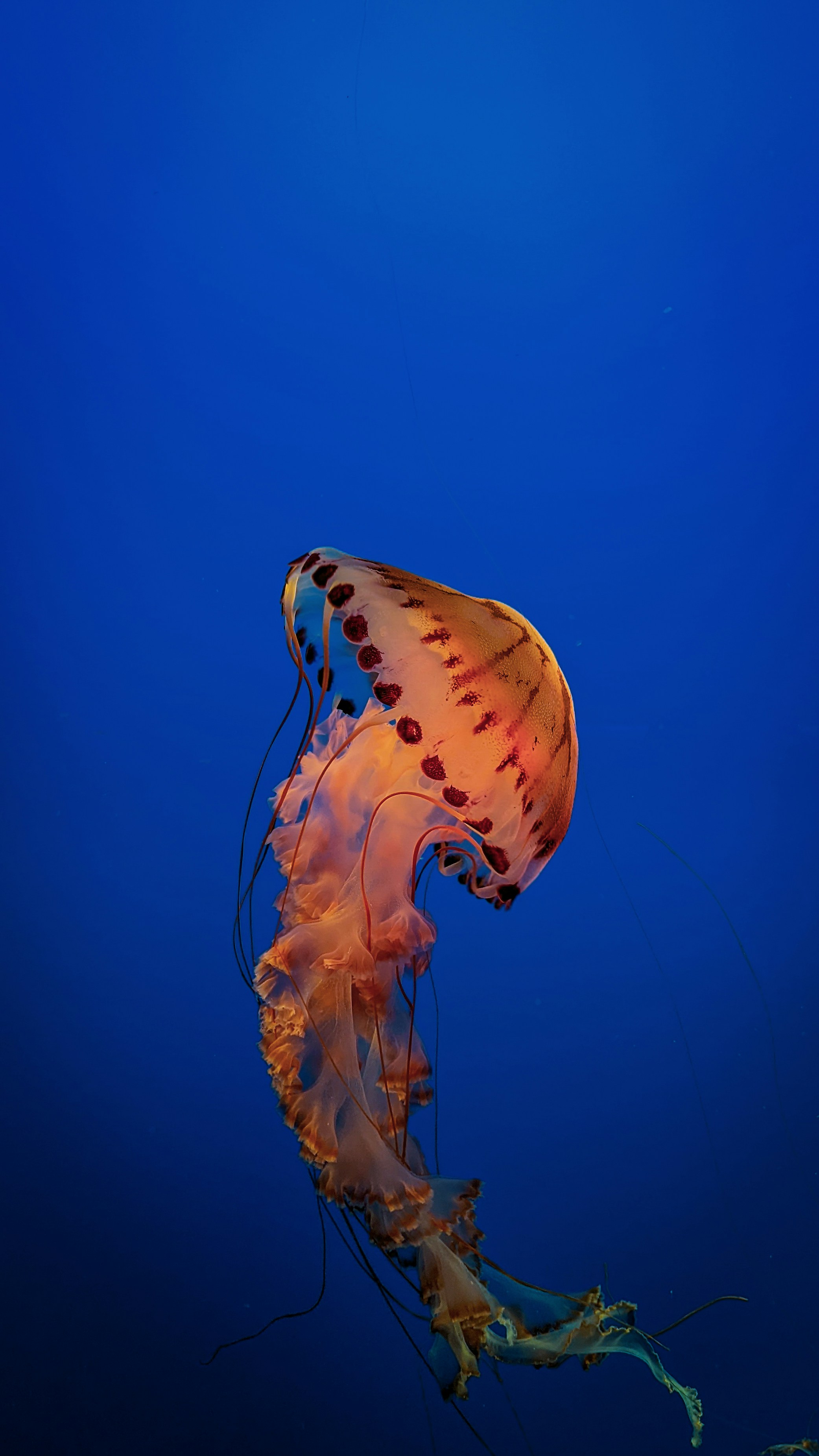 a large jellyfish floating in the blue water
