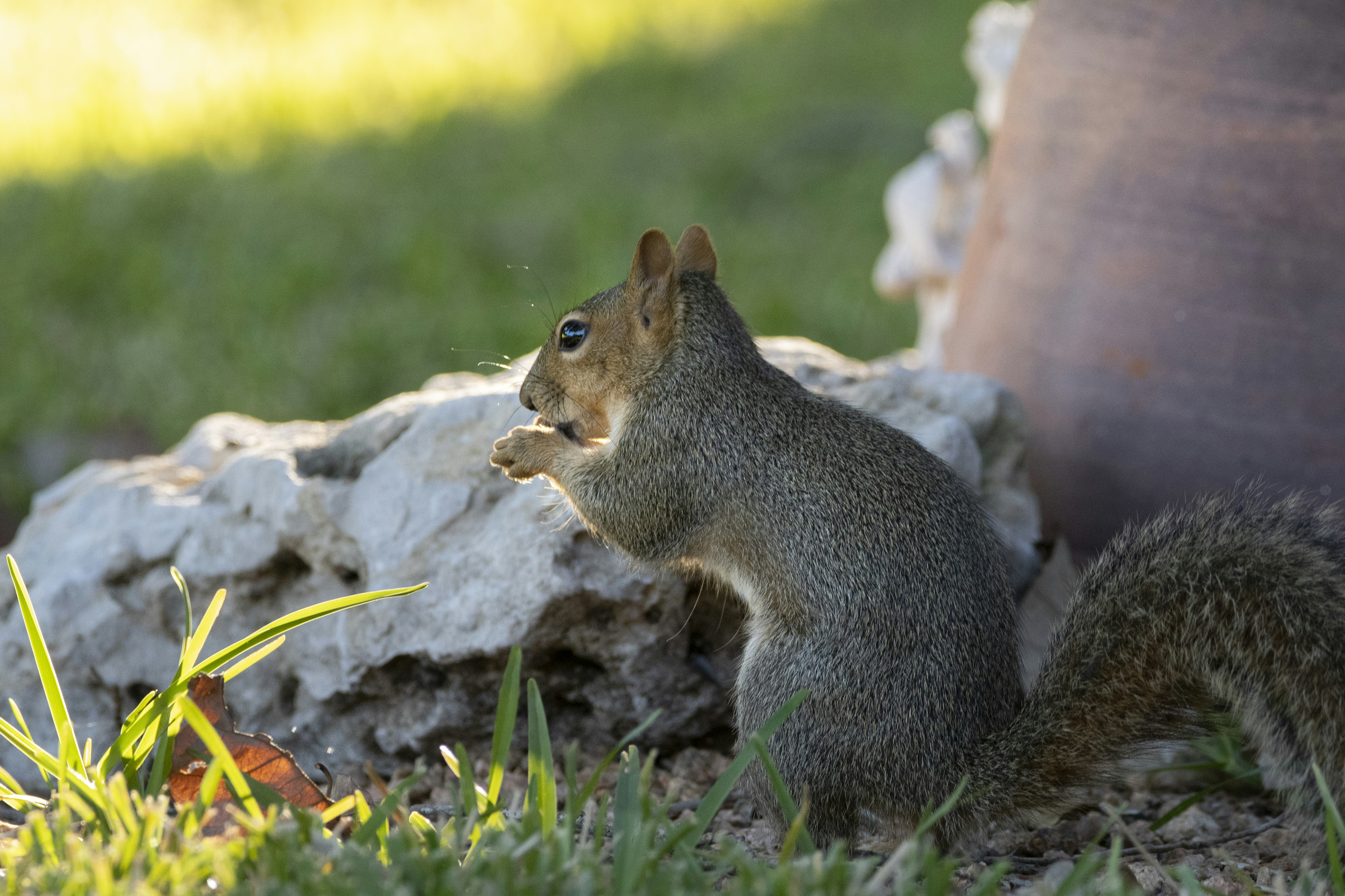Sunlit Squirrel at the Rock Border