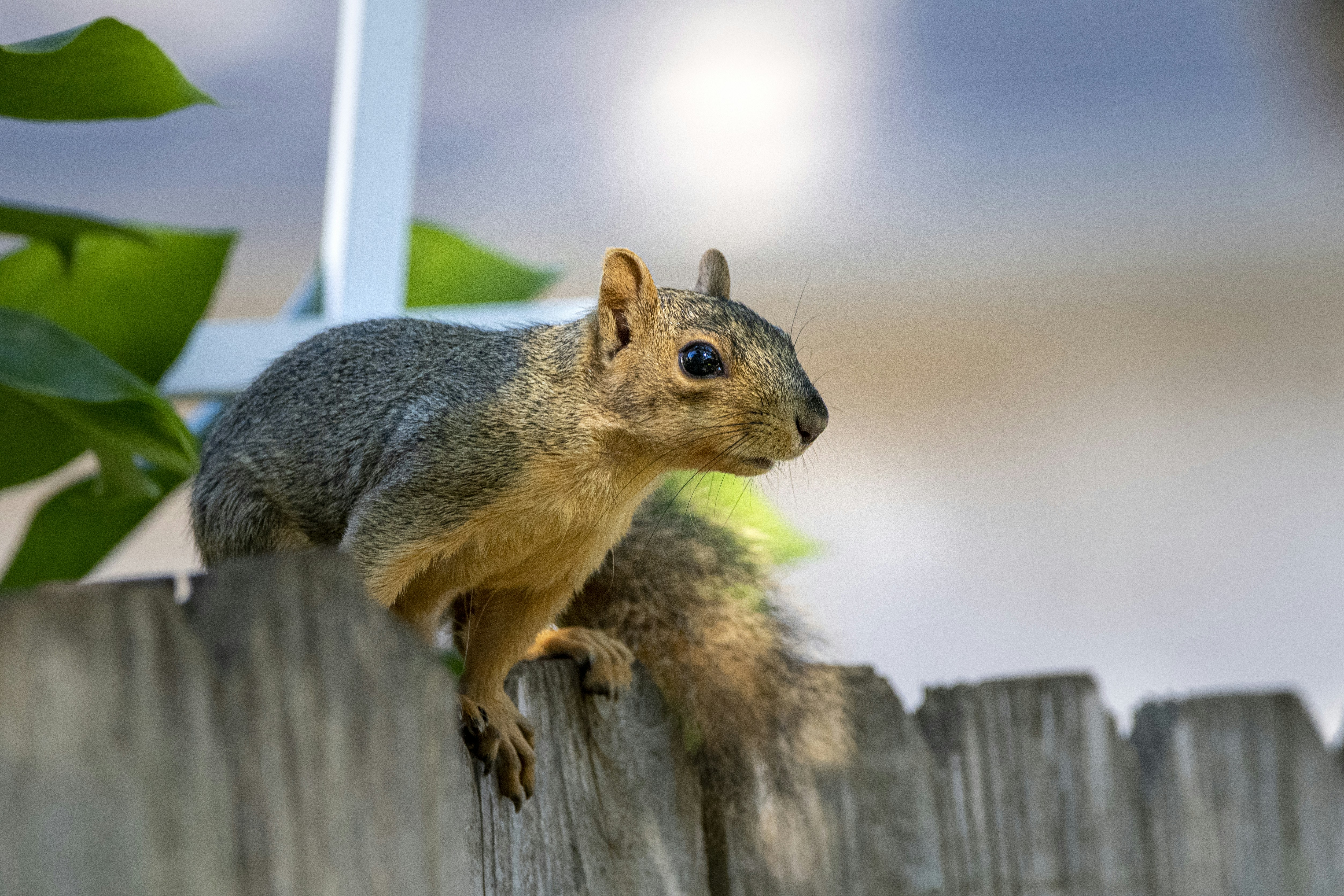 Curious Squirrel at the Wood-Top Fence