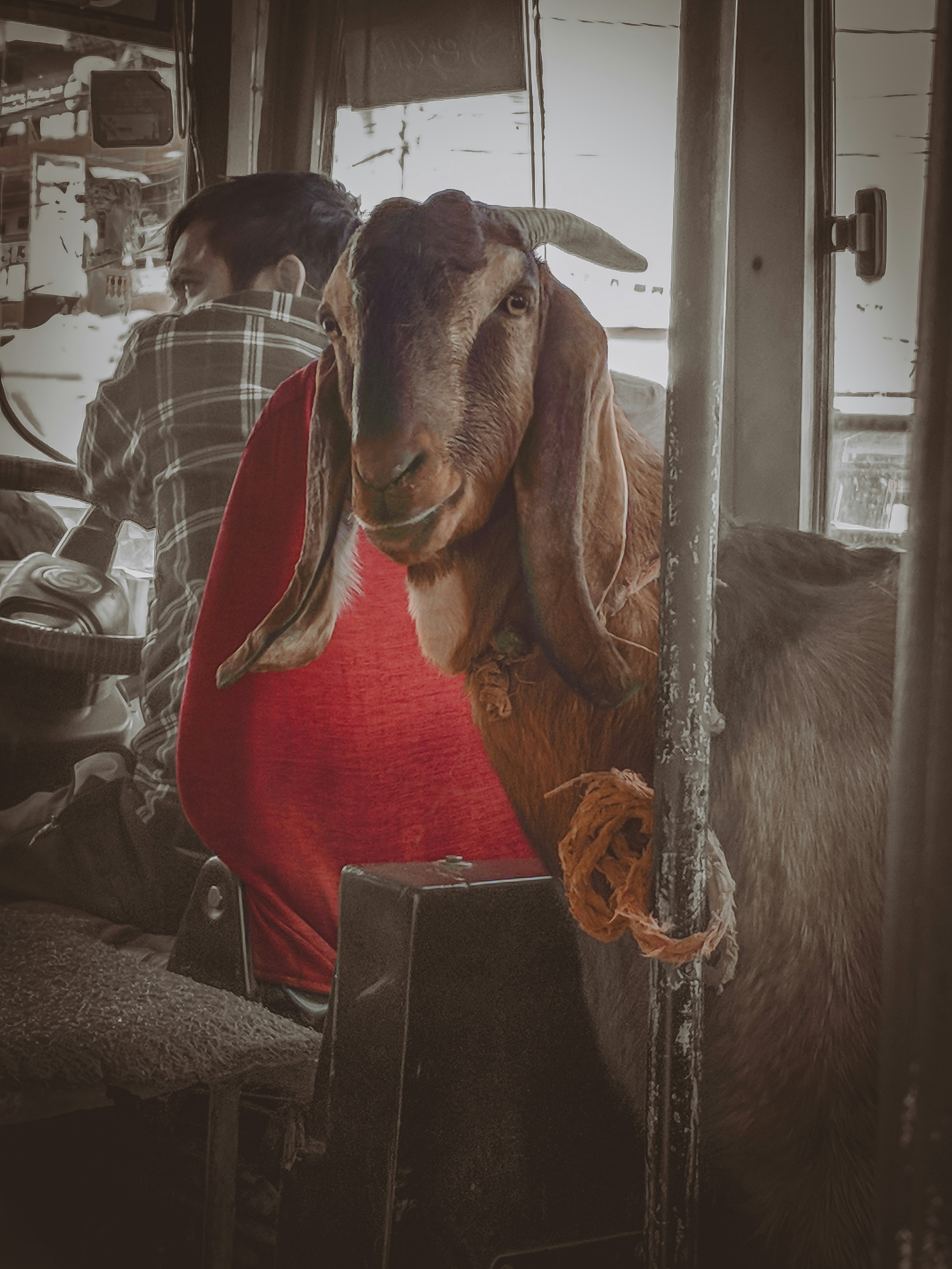 Goat on a Bus Bench: Quiet Identity Amid Commuter Vibe