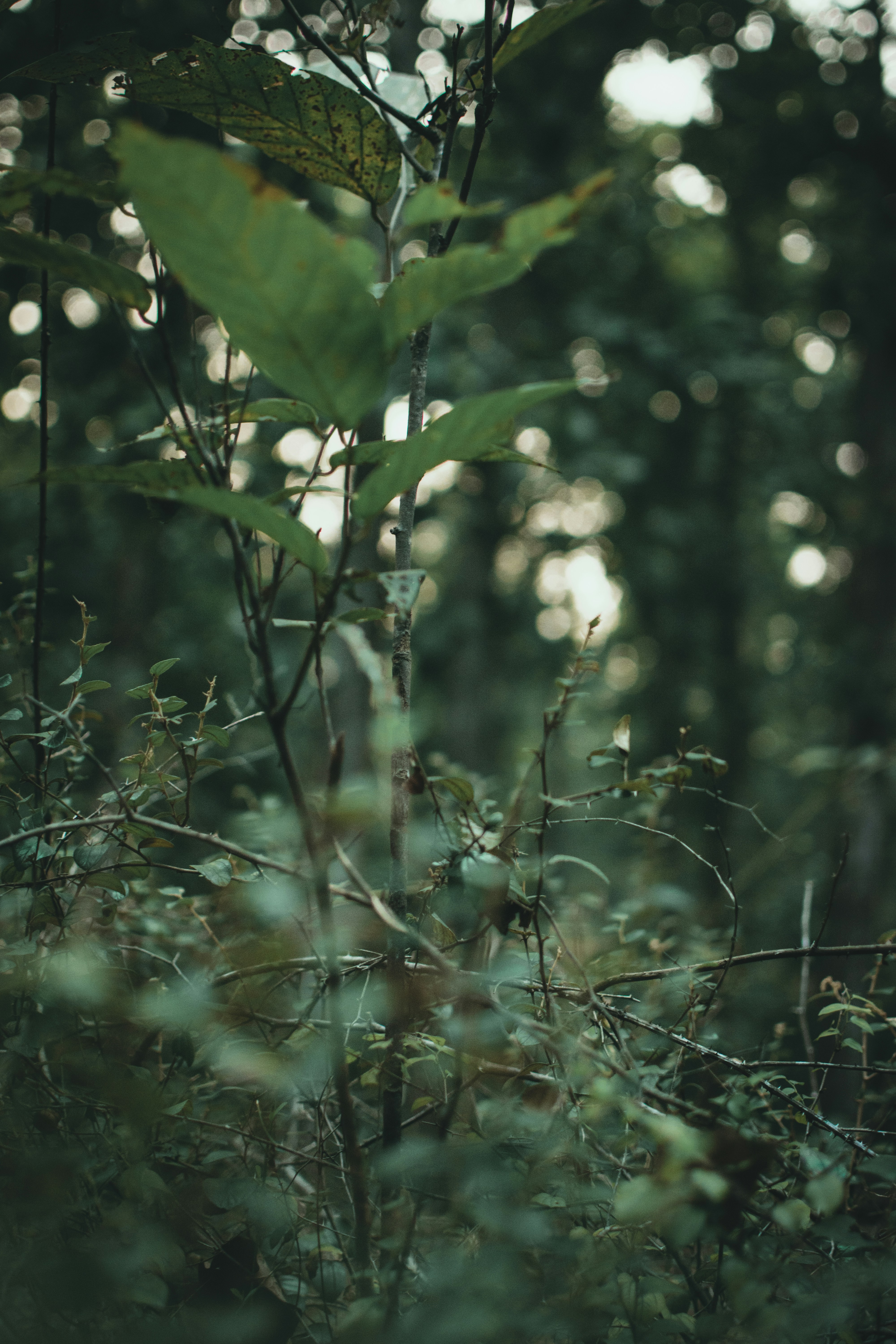 Gros plan d’une plante feuillue dans une forêt photo – Image gratuite ...
