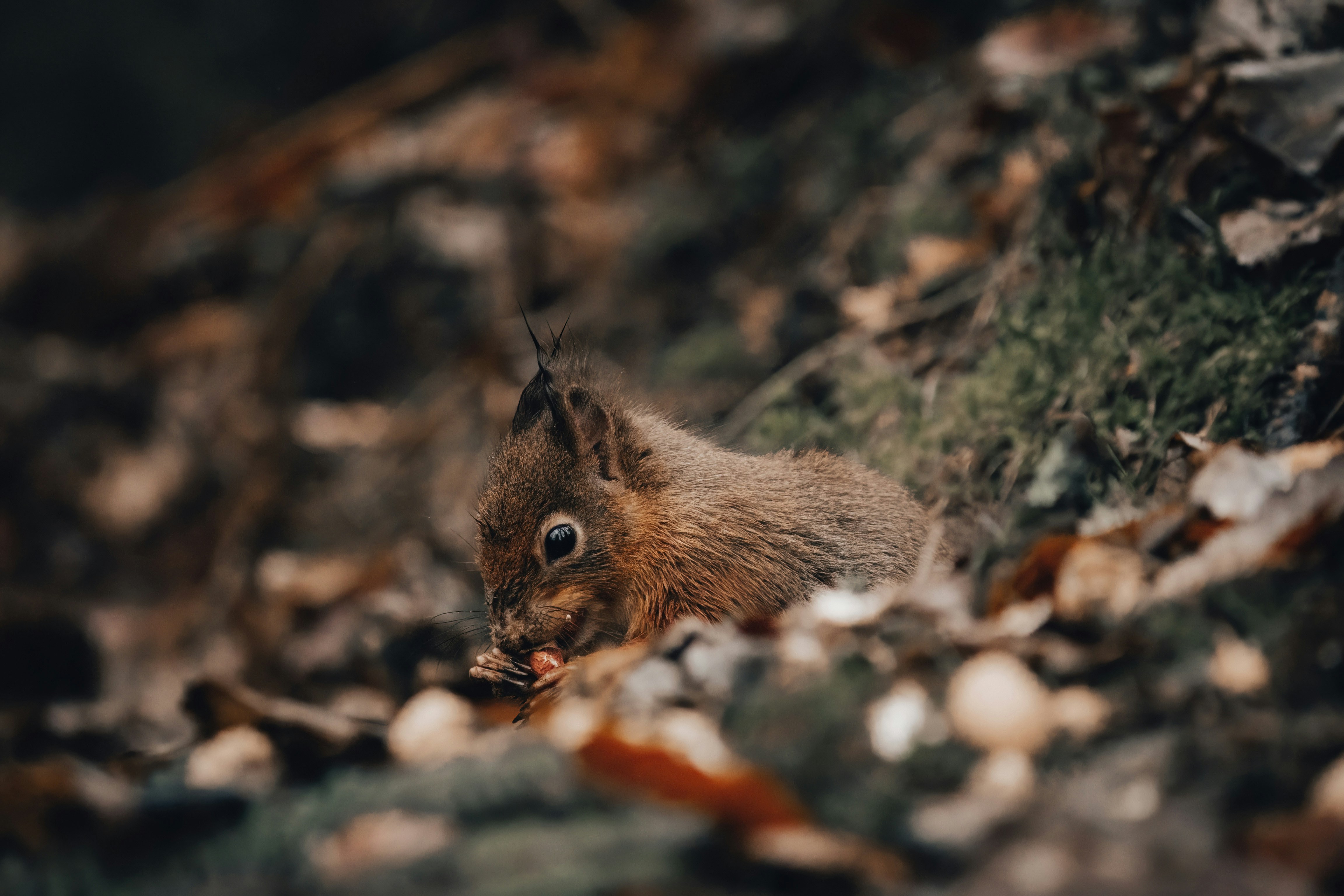 Nut-Gleaner in Dappled Shade: A Squirrel Amid Leaf Litter