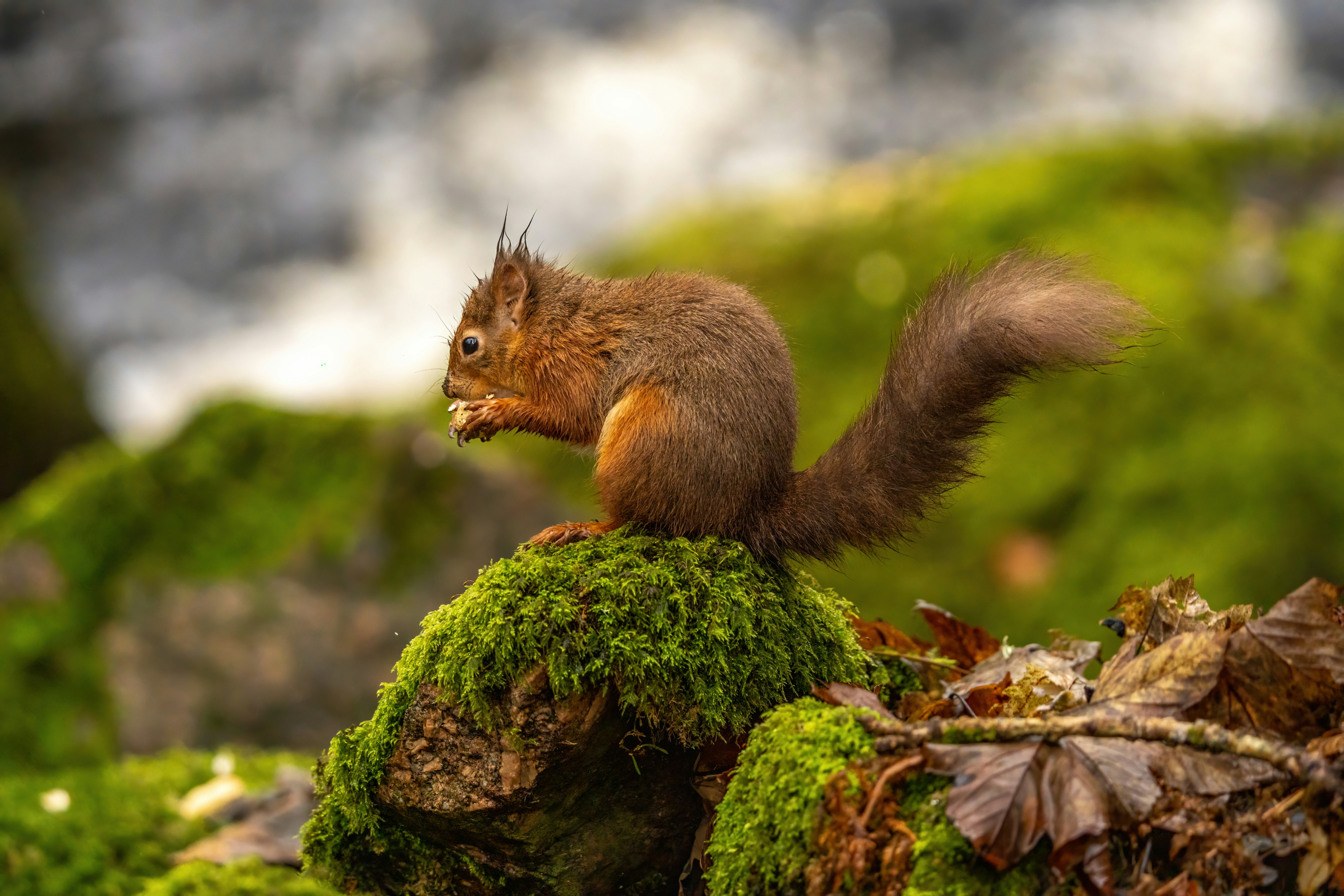 Squirrel Perching on Moss-Covered Rock