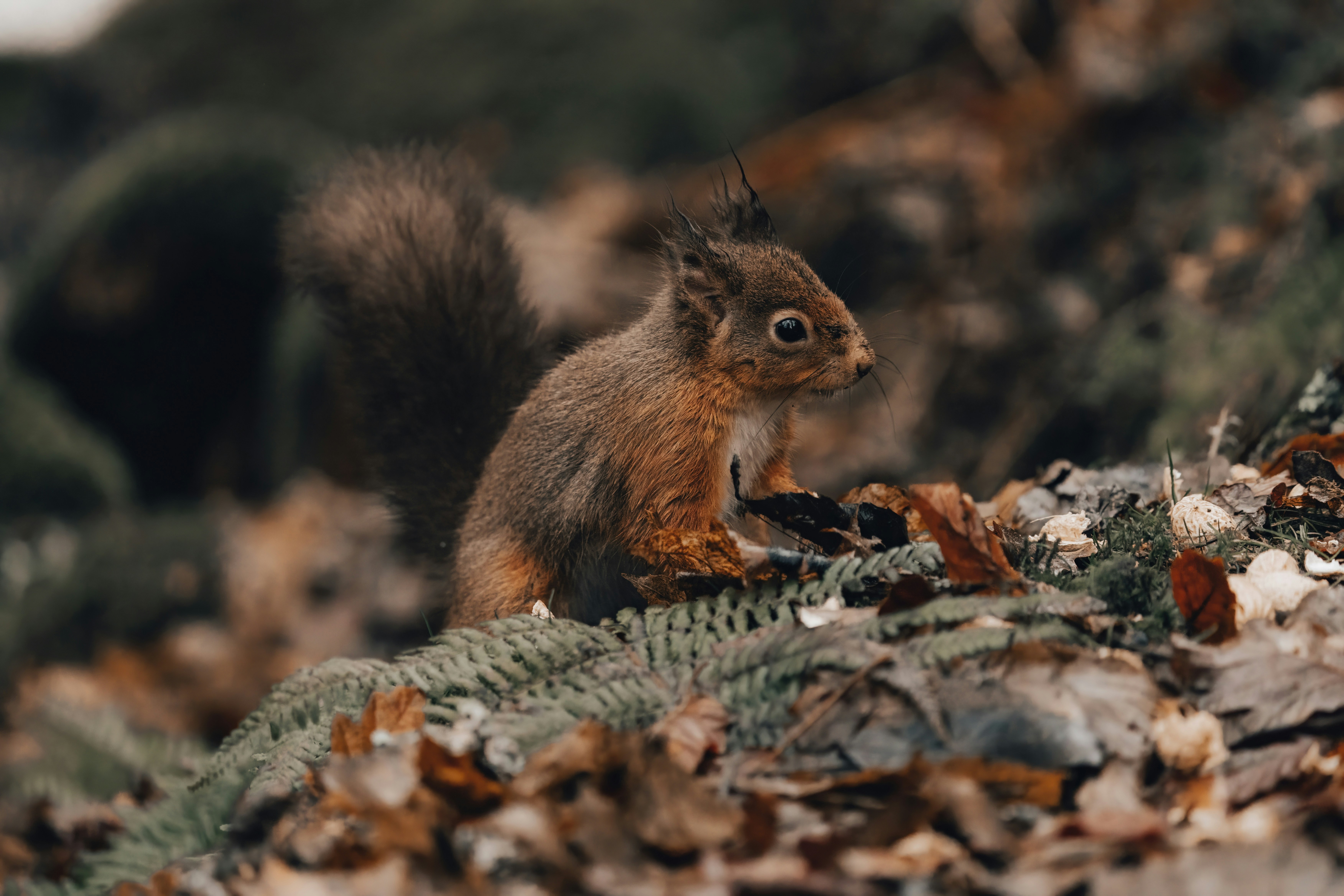 A Tiny Forest Acrobat: Squirrel on a Leaf-Litter Stage