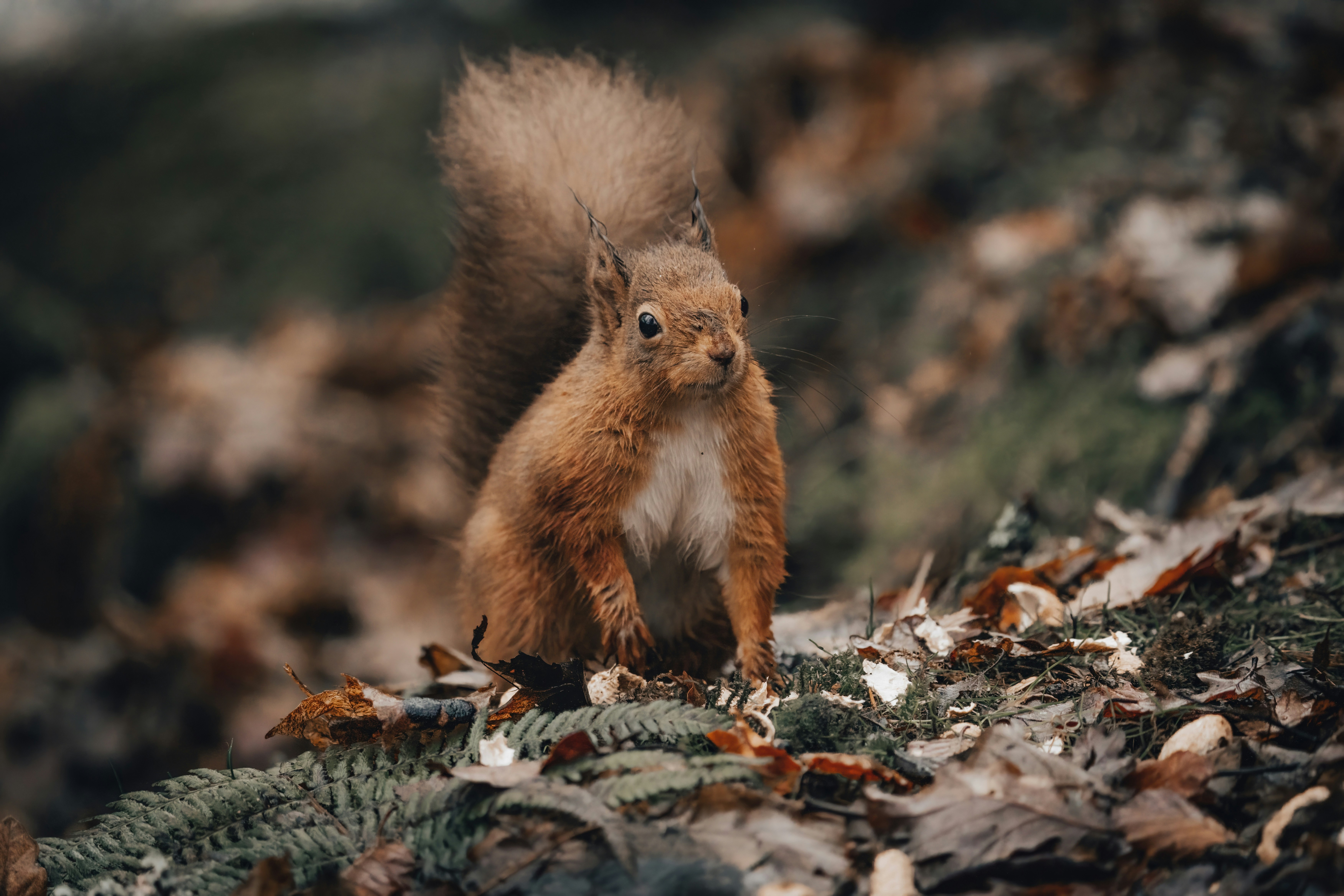 Autumn Squirrel Pause on Leaf-Littered Forest Floor