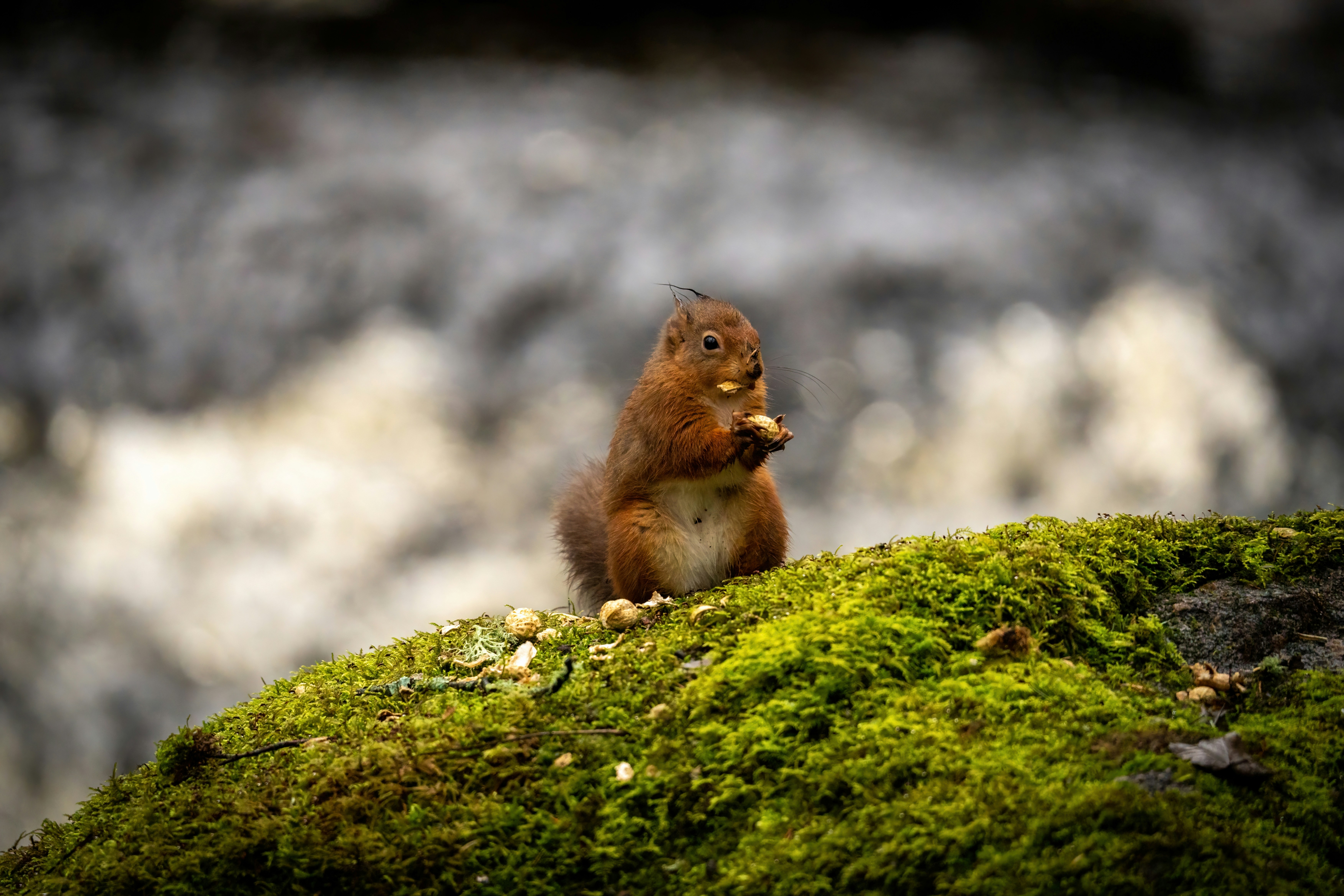 A squirrel is sitting on a moss covered rock photo – Free Red squirrel ...