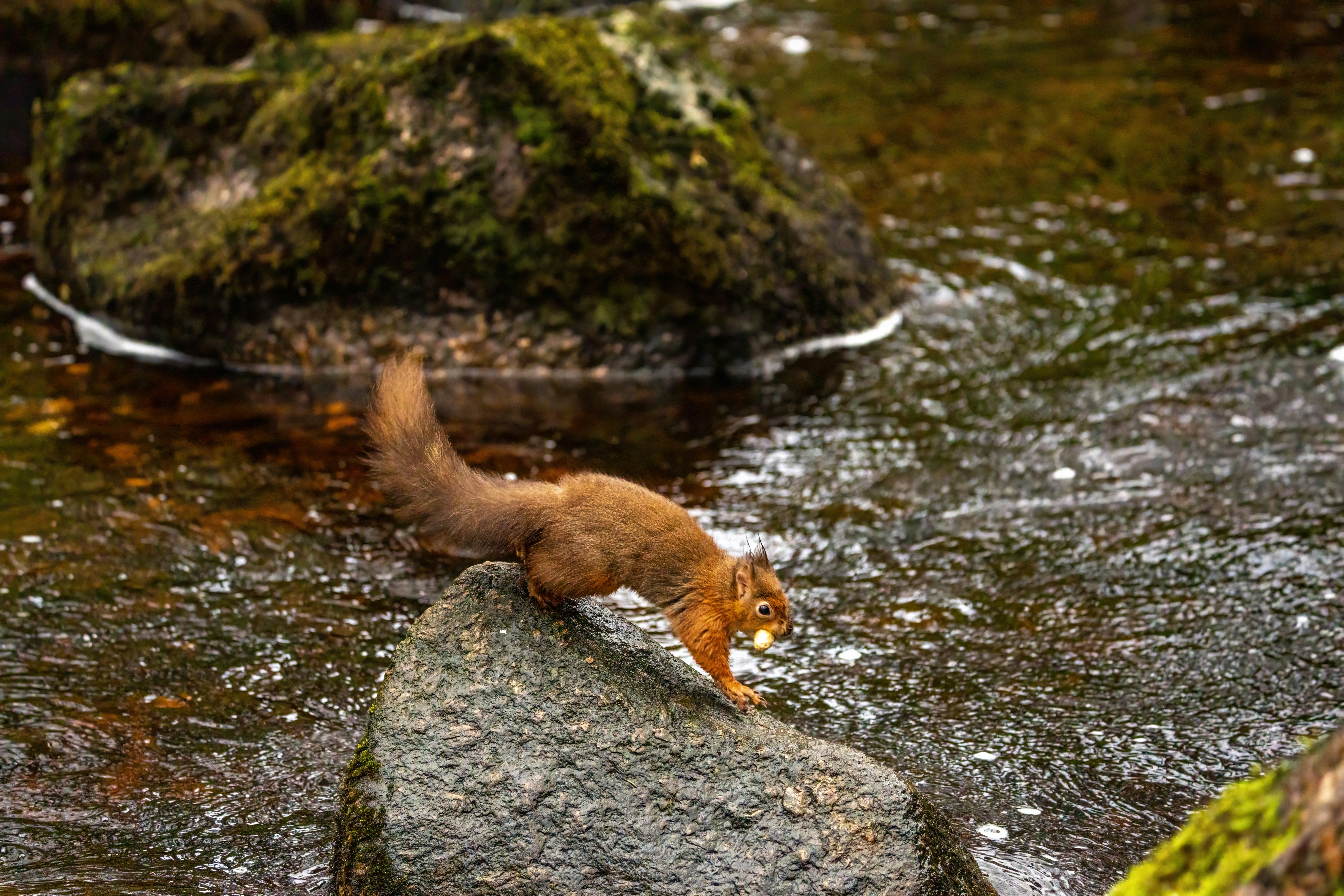 River Rock Sentinel: A Squirrel on a Mossy Boulder