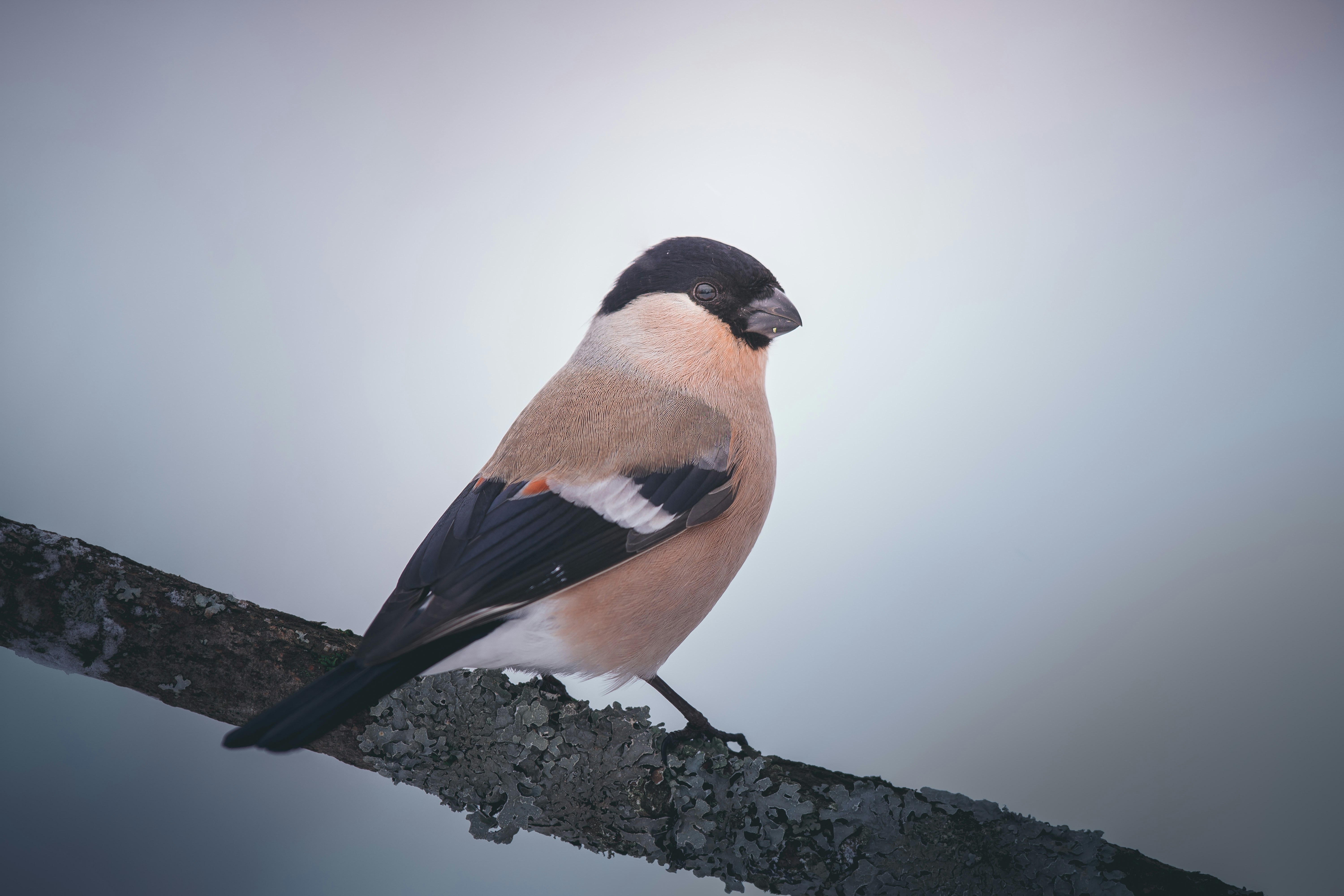 Peachy Traveler perching on a weathered branch
