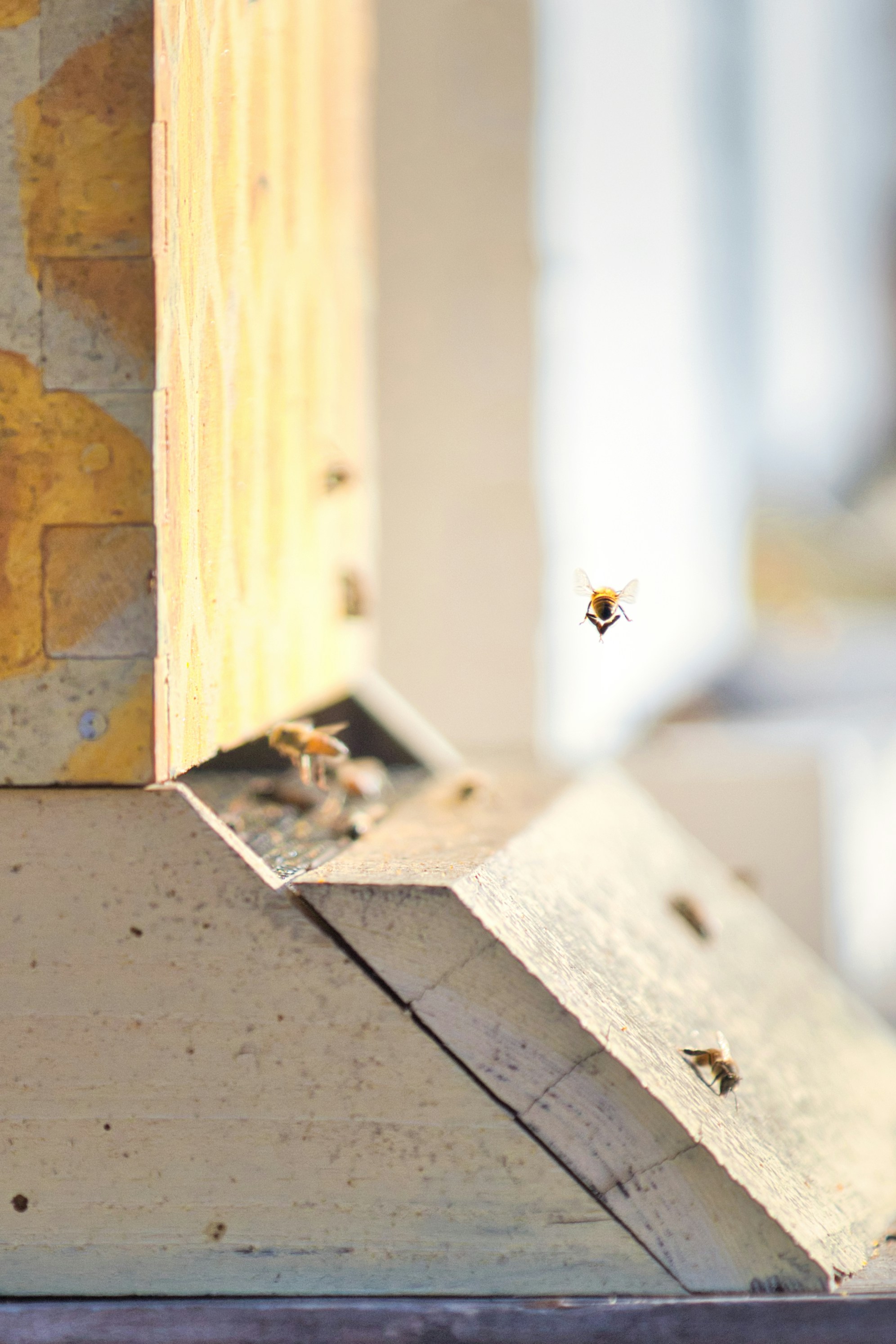 Wingbeat at the Timber Threshold: A Bee in Flight by Sunlit Lumber