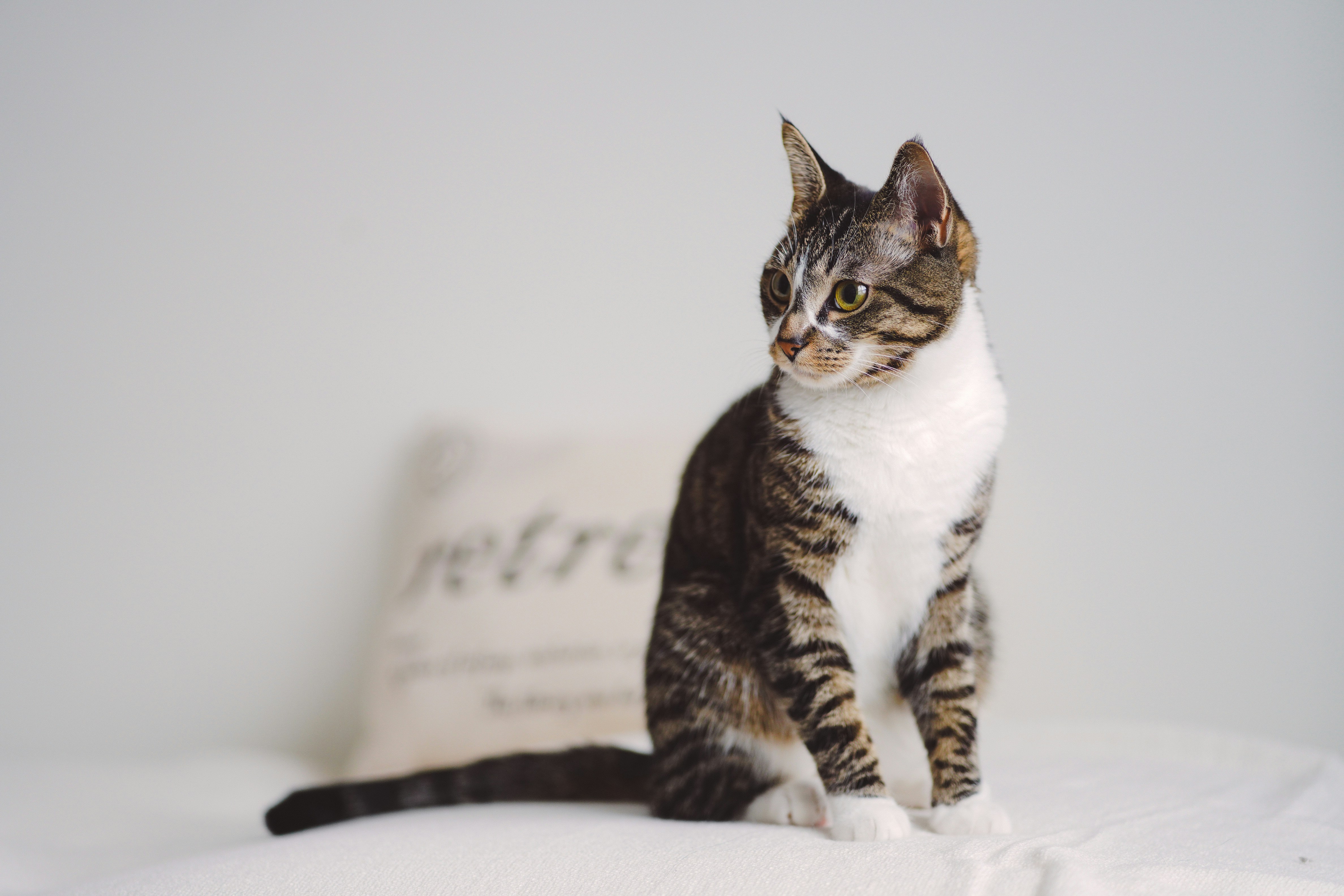 Soft Morning Watch: A tabby sits poised on a sunlit white bed.