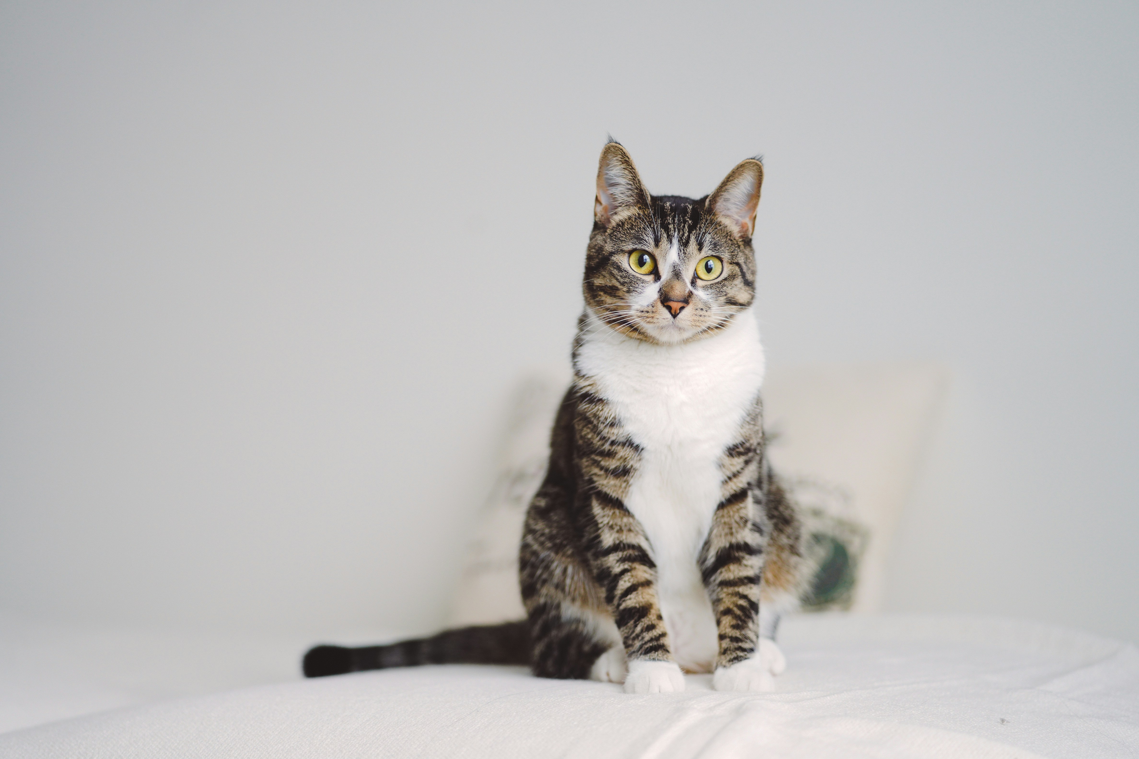 Quiet Confidence: A Tabby Cat Reigns Over a Minimal Bedroom