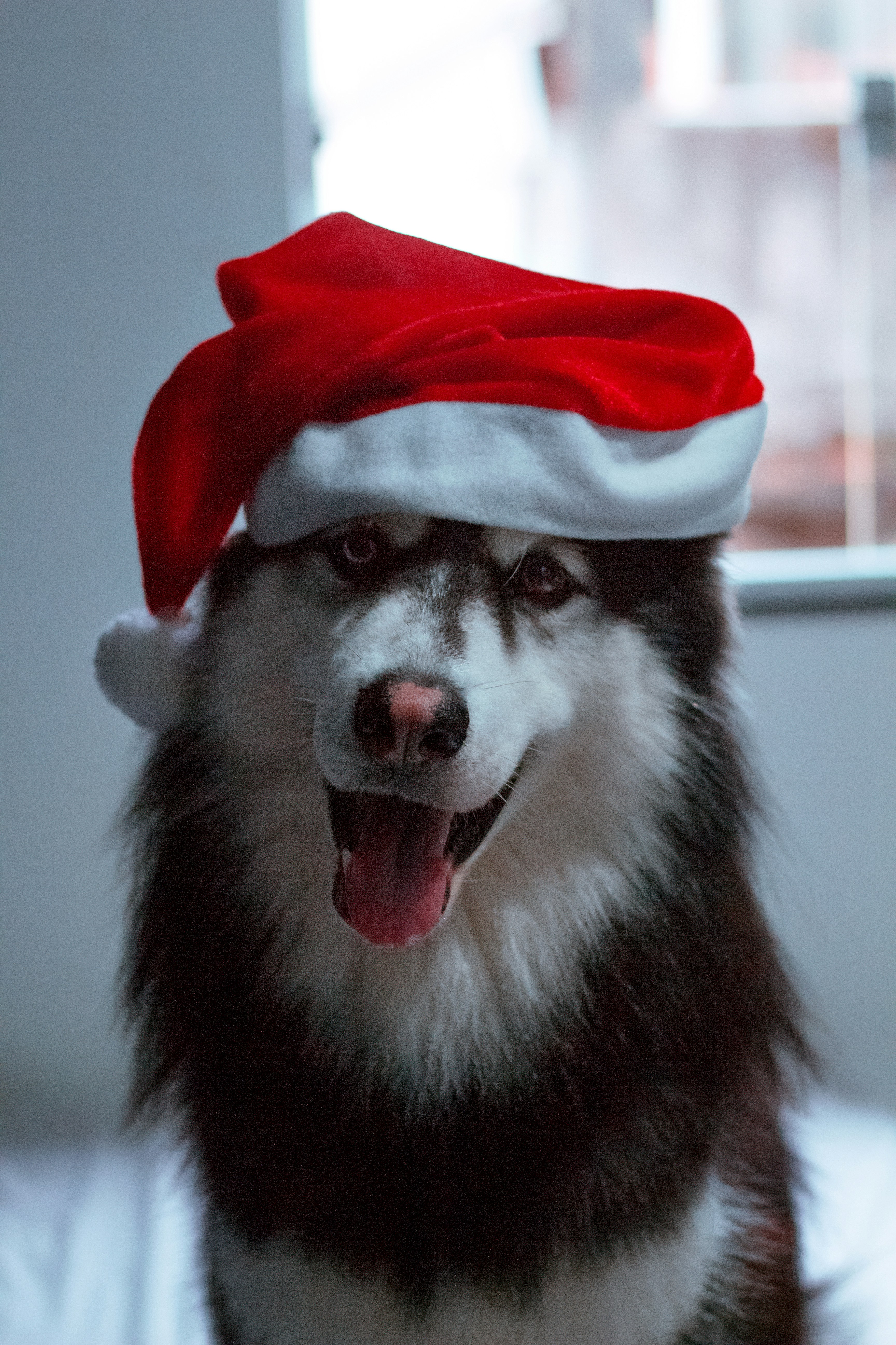 Foto Un perro blanco y negro con un sombrero de Santa Claus – Imagen ...