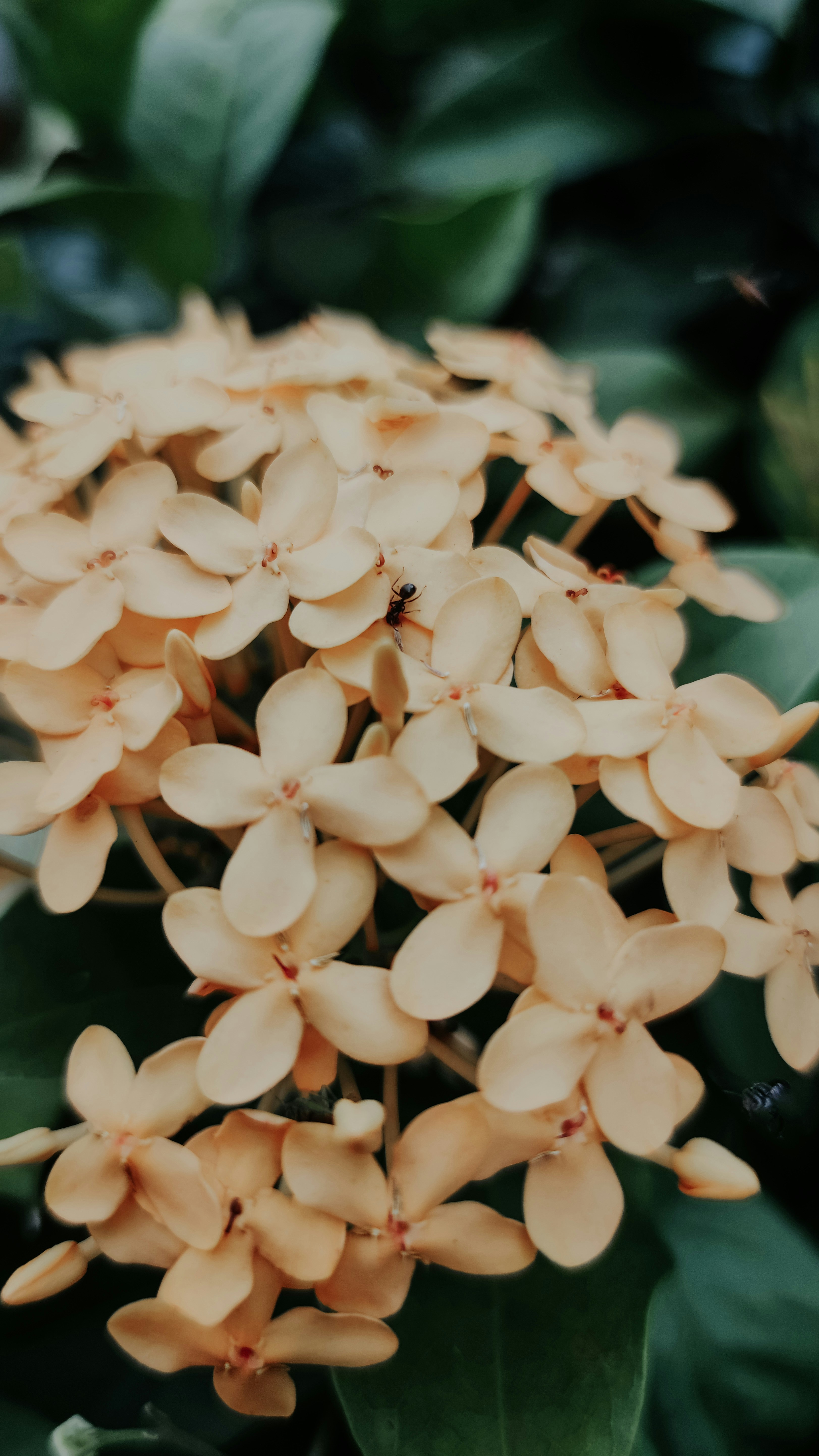 a close up of a bunch of flowers on a tree