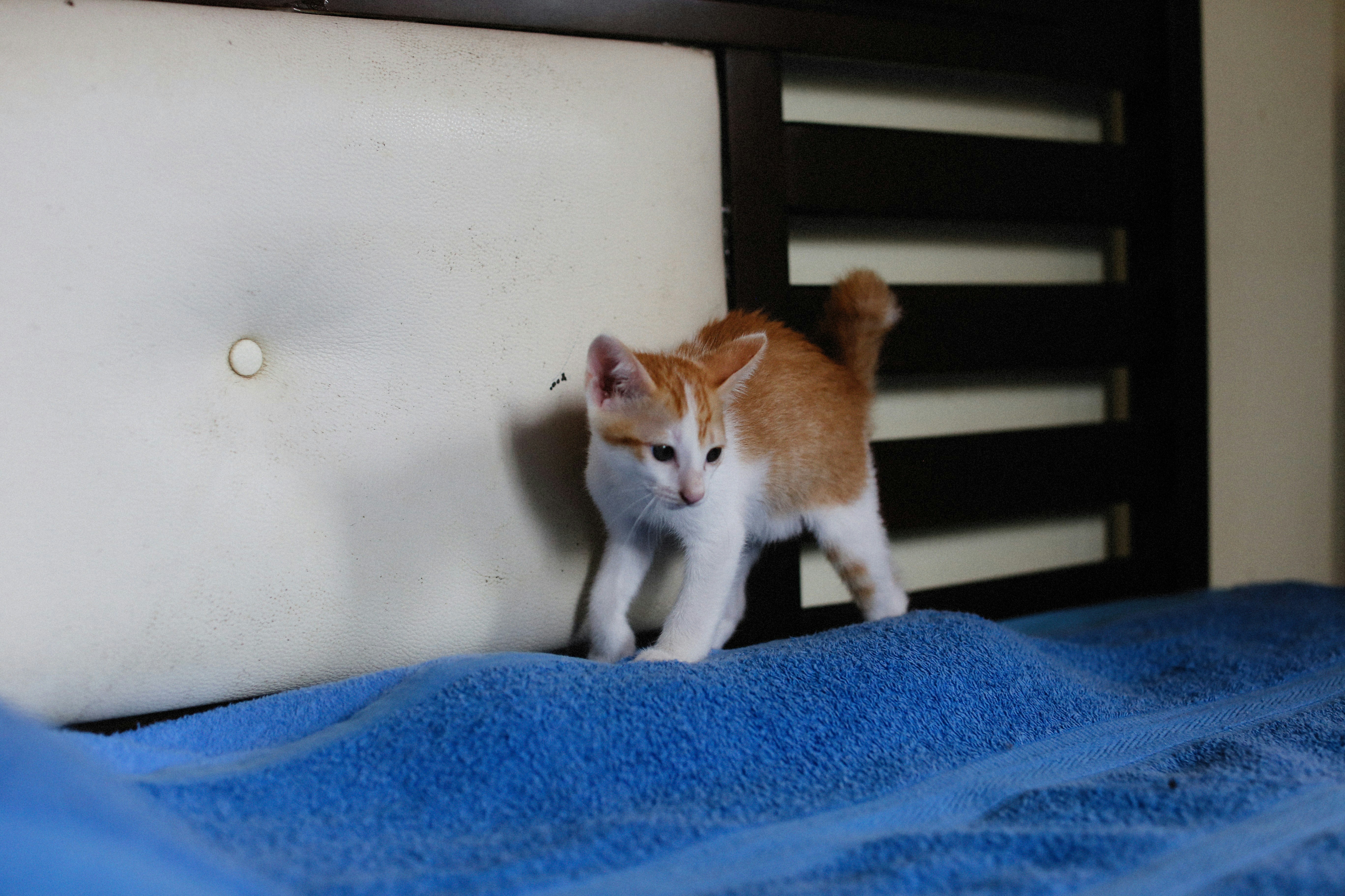 Curious Ginger Kitten on a Velvet Blue Stage