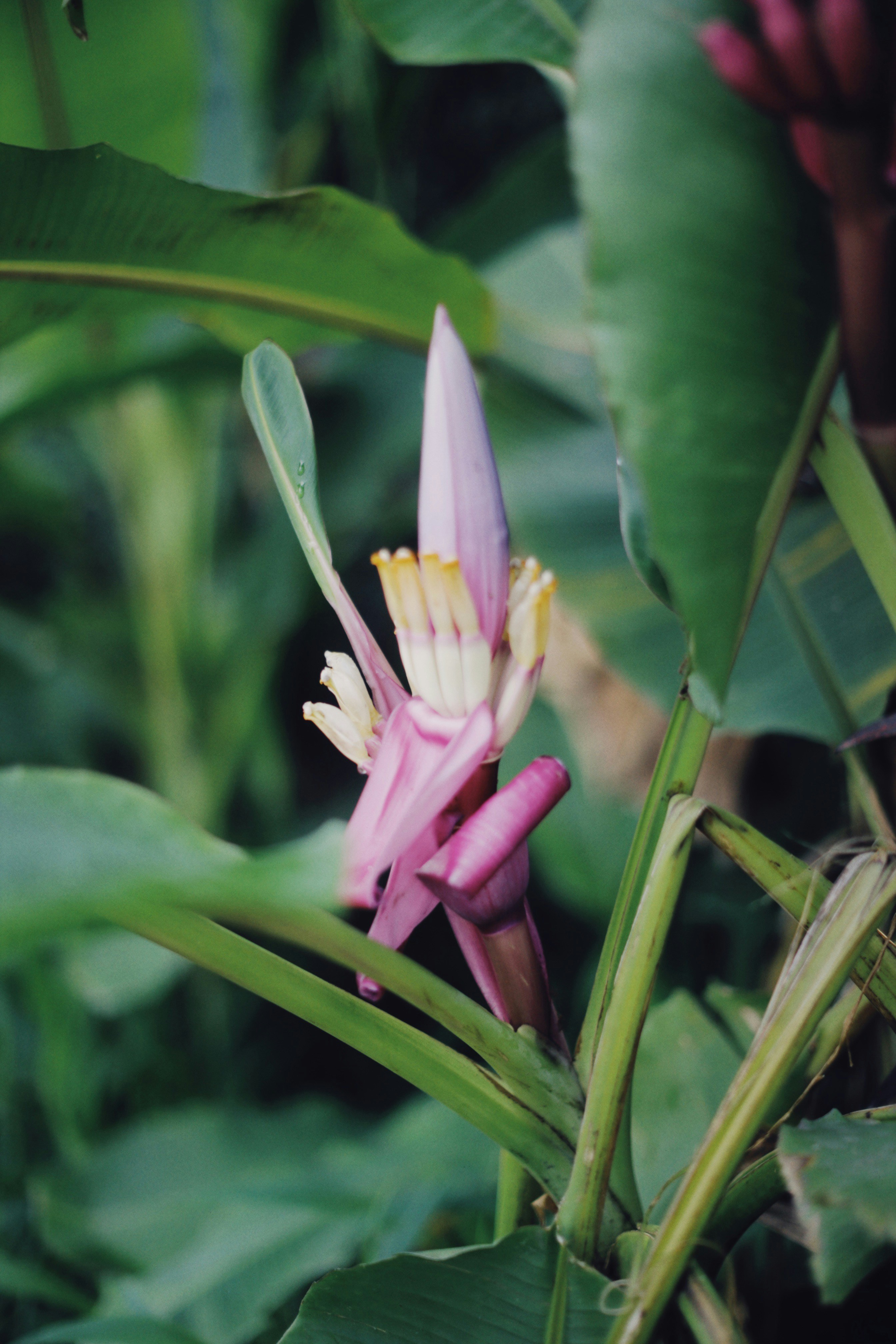 Pink Heliconia Blossom Unfurling Through a Sea of Tropical Foliage