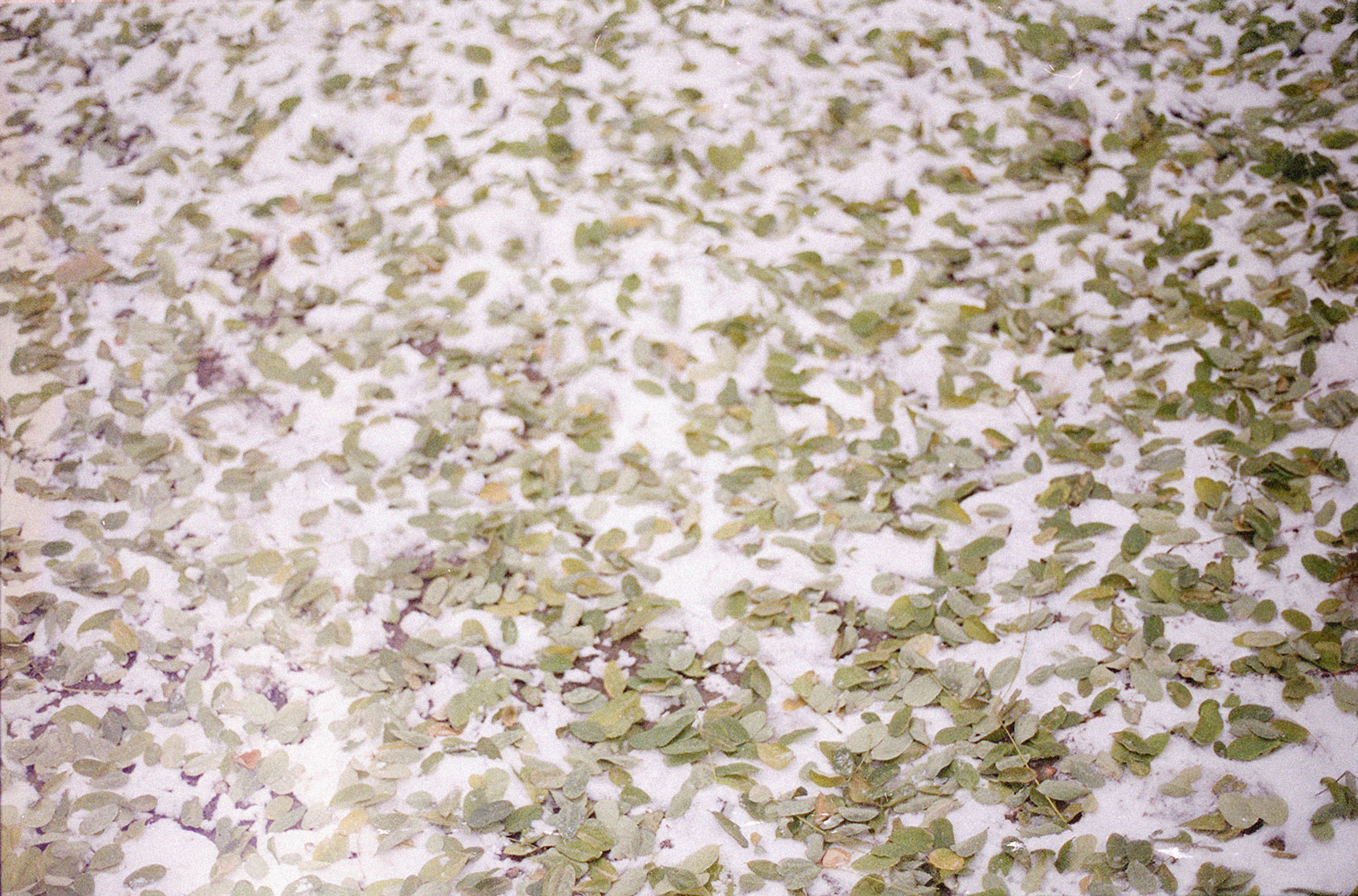 Fallen Leaves Carpet: Subtle Texture Across a Snow-Kissed Ground