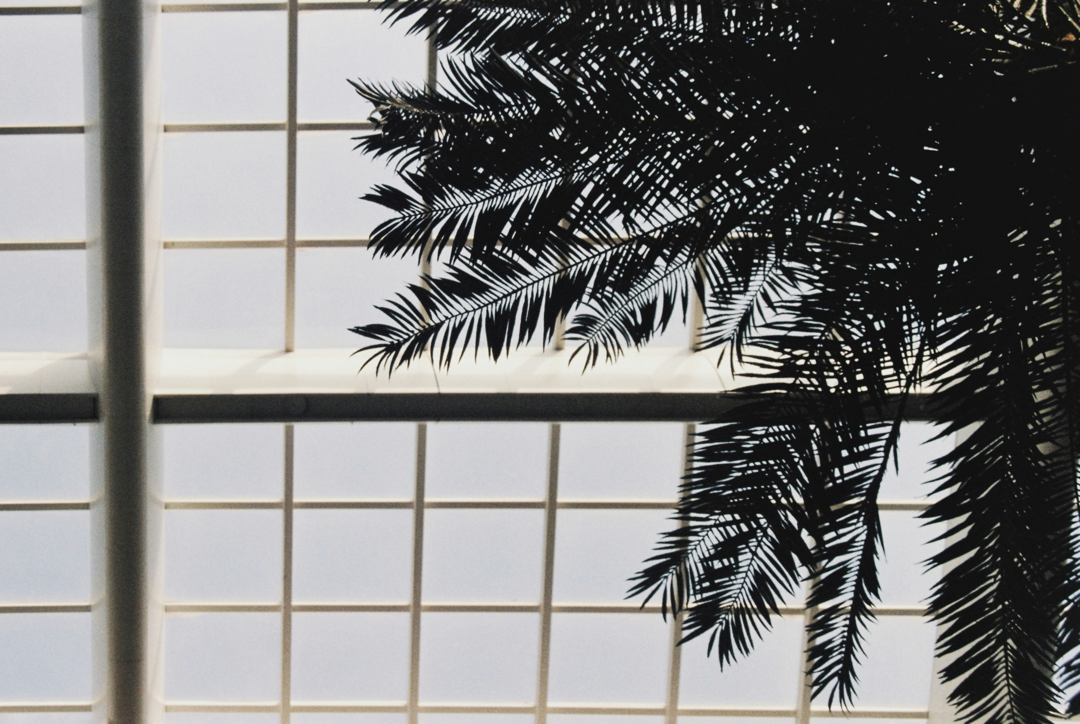 A view of a palm tree through a window photo – Free Grey Image on Unsplash