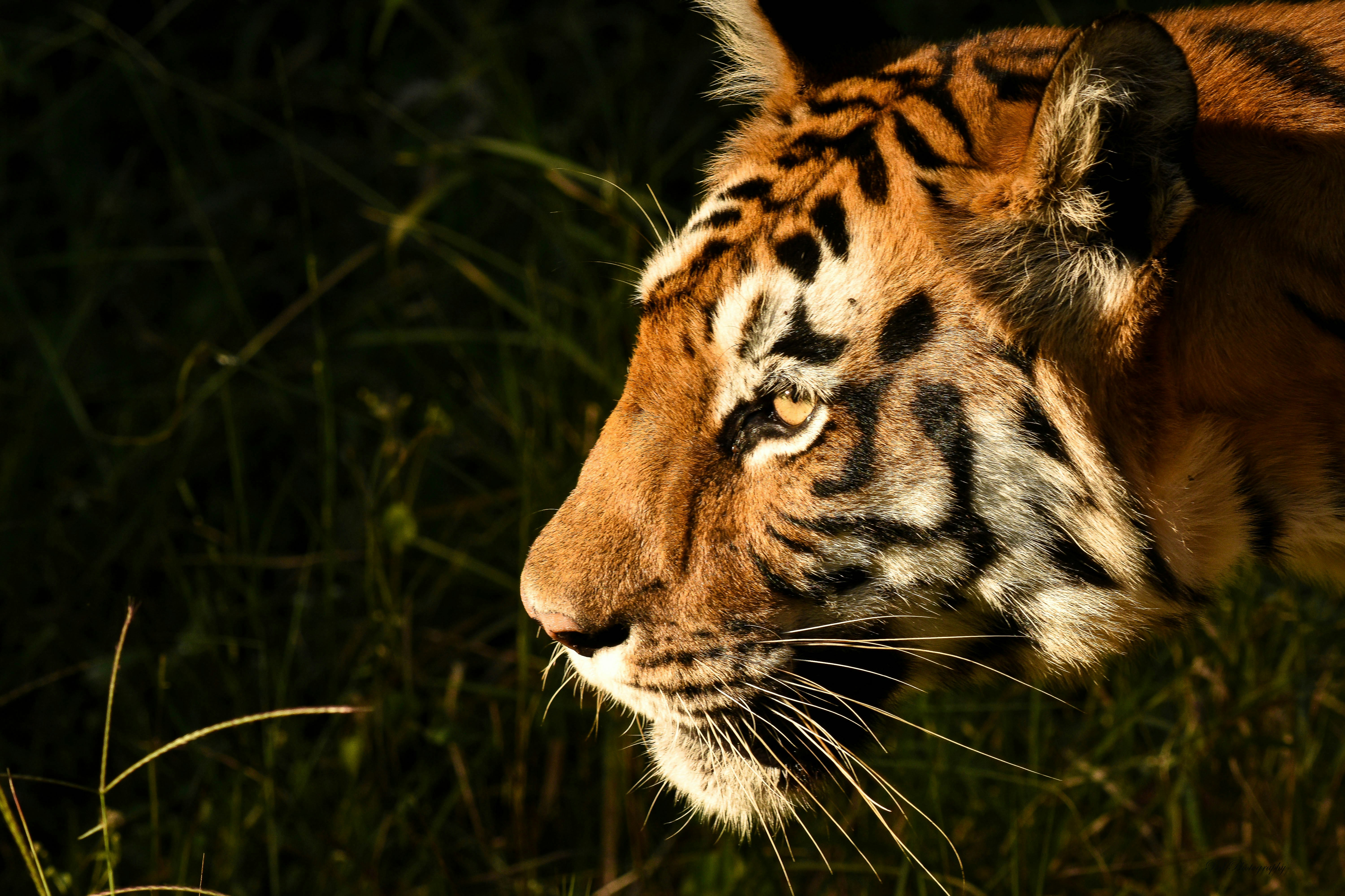 Gleaming Gaze: A Tiger's Profile in Dappled Light