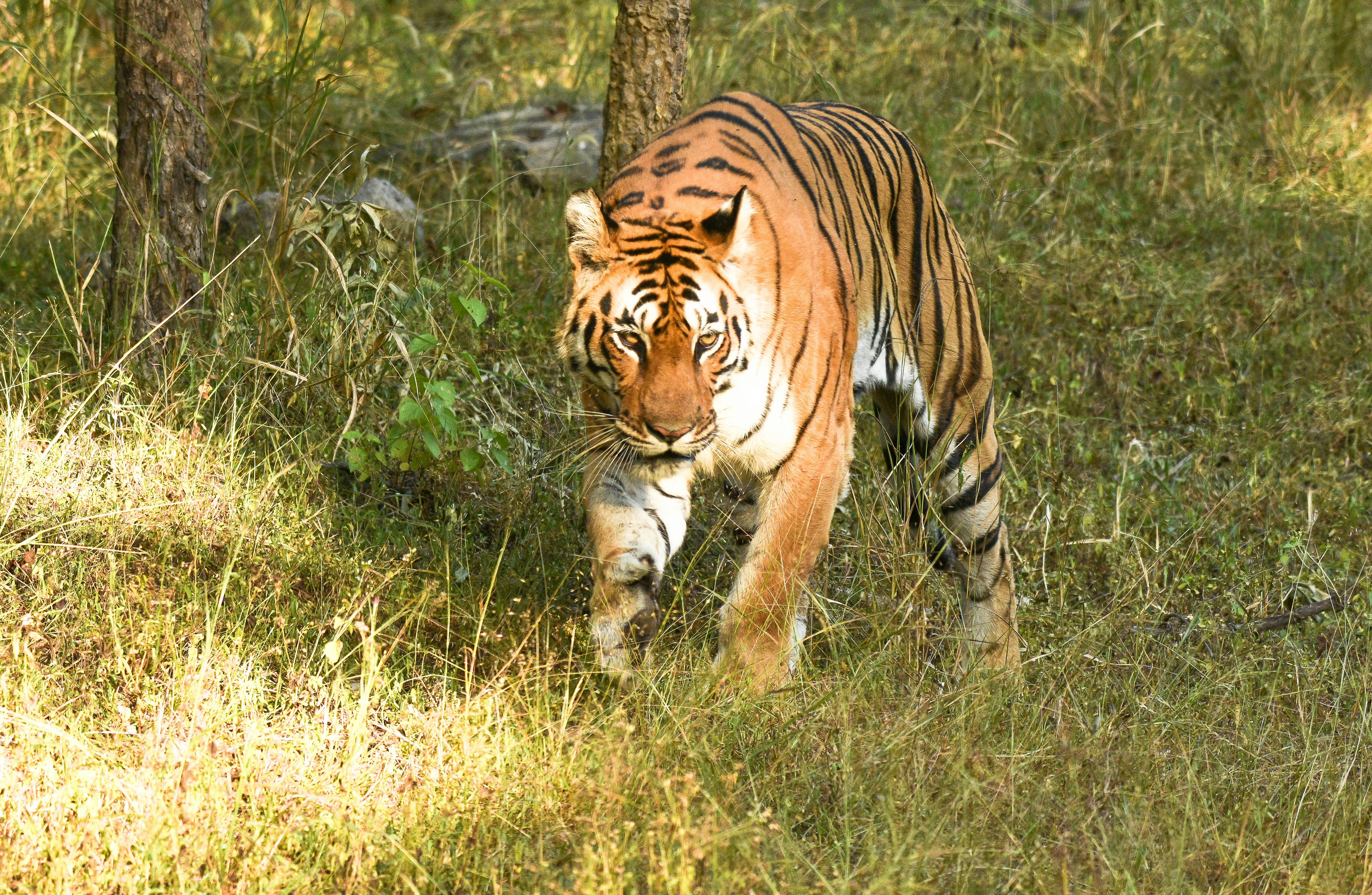 Pench National Park Photos | Télécharger des images gratuites sur Unsplash