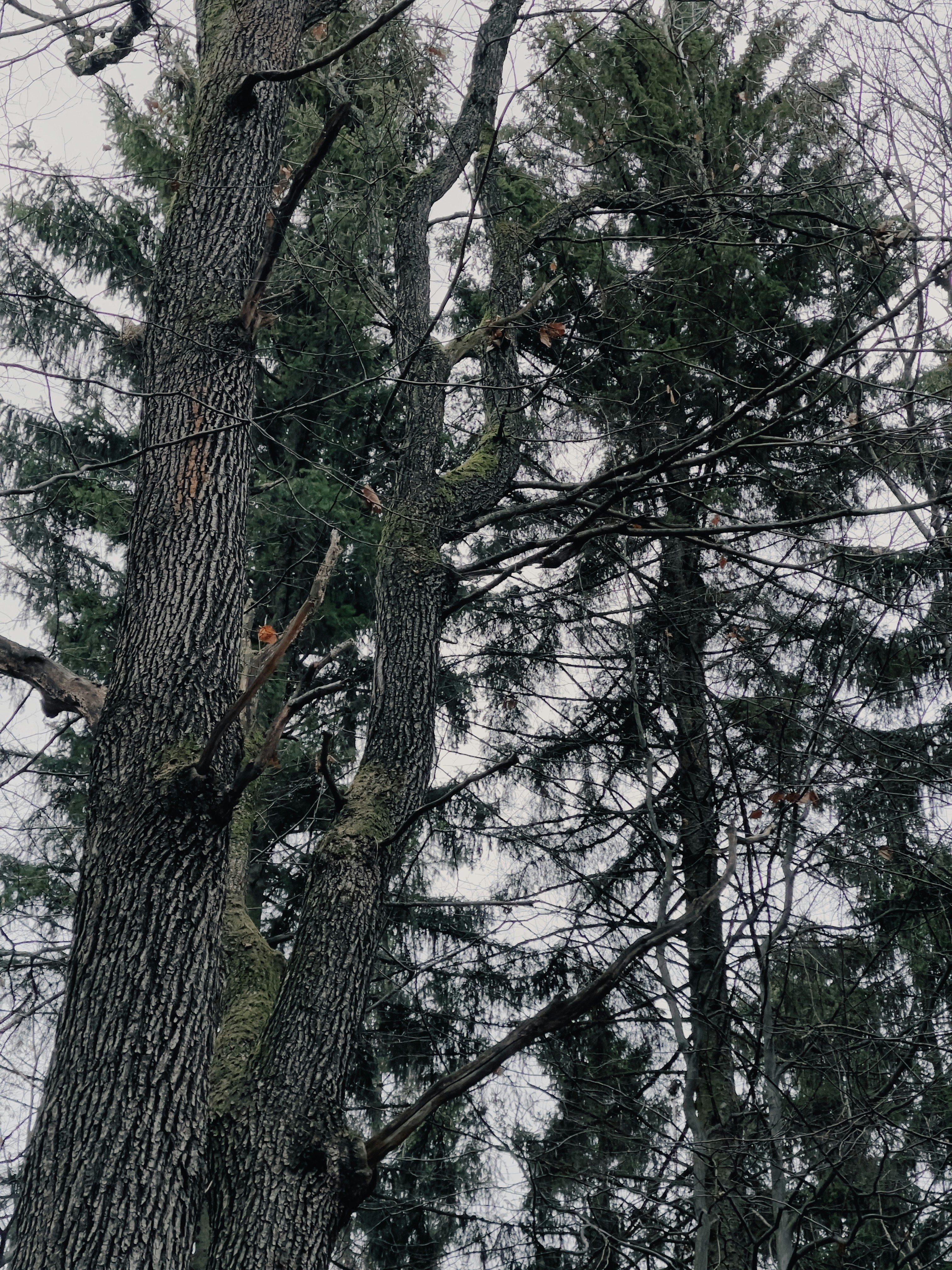 Forked Giants: A Quiet Portrait of Winter Pines