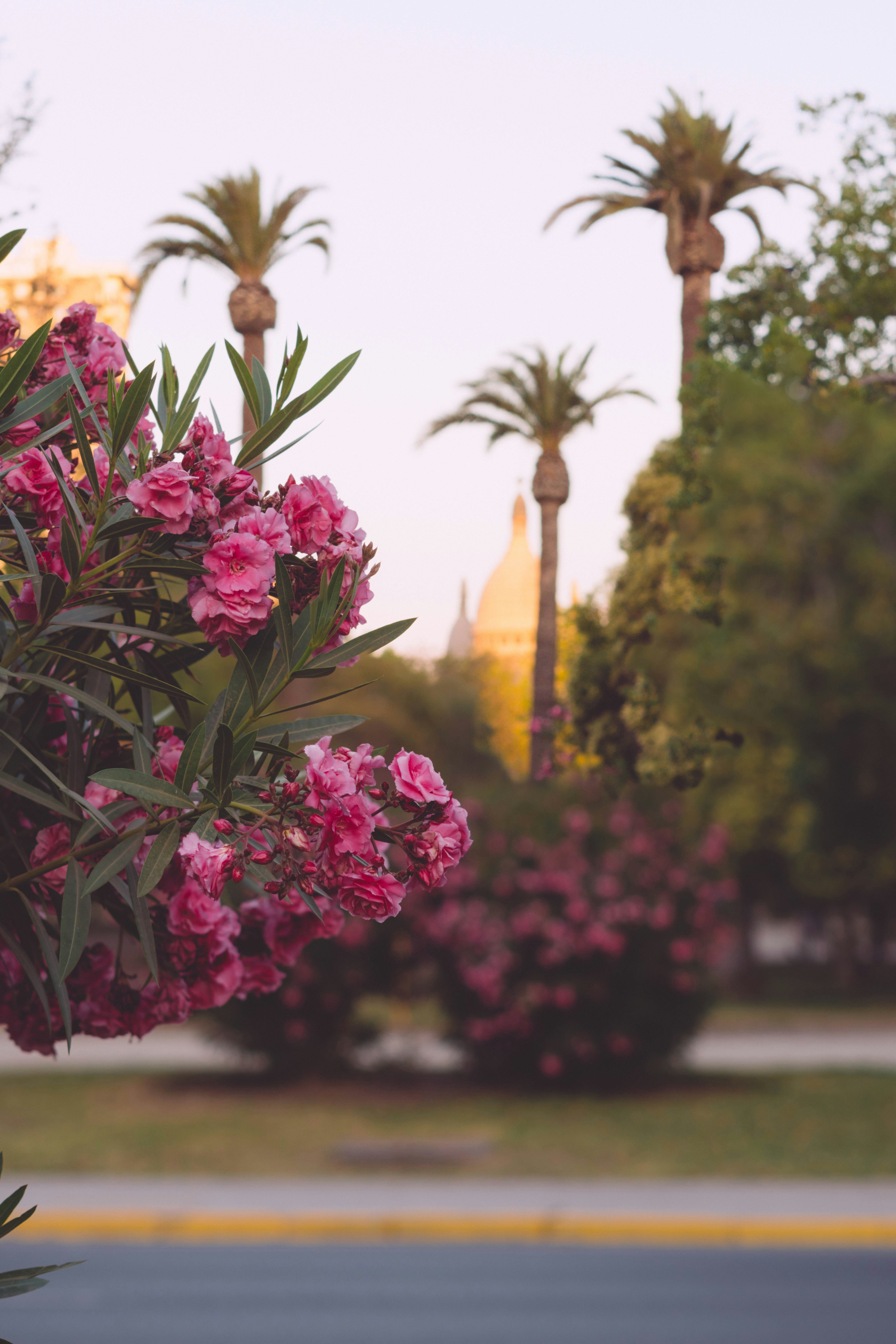 a bunch of flowers that are in a vase