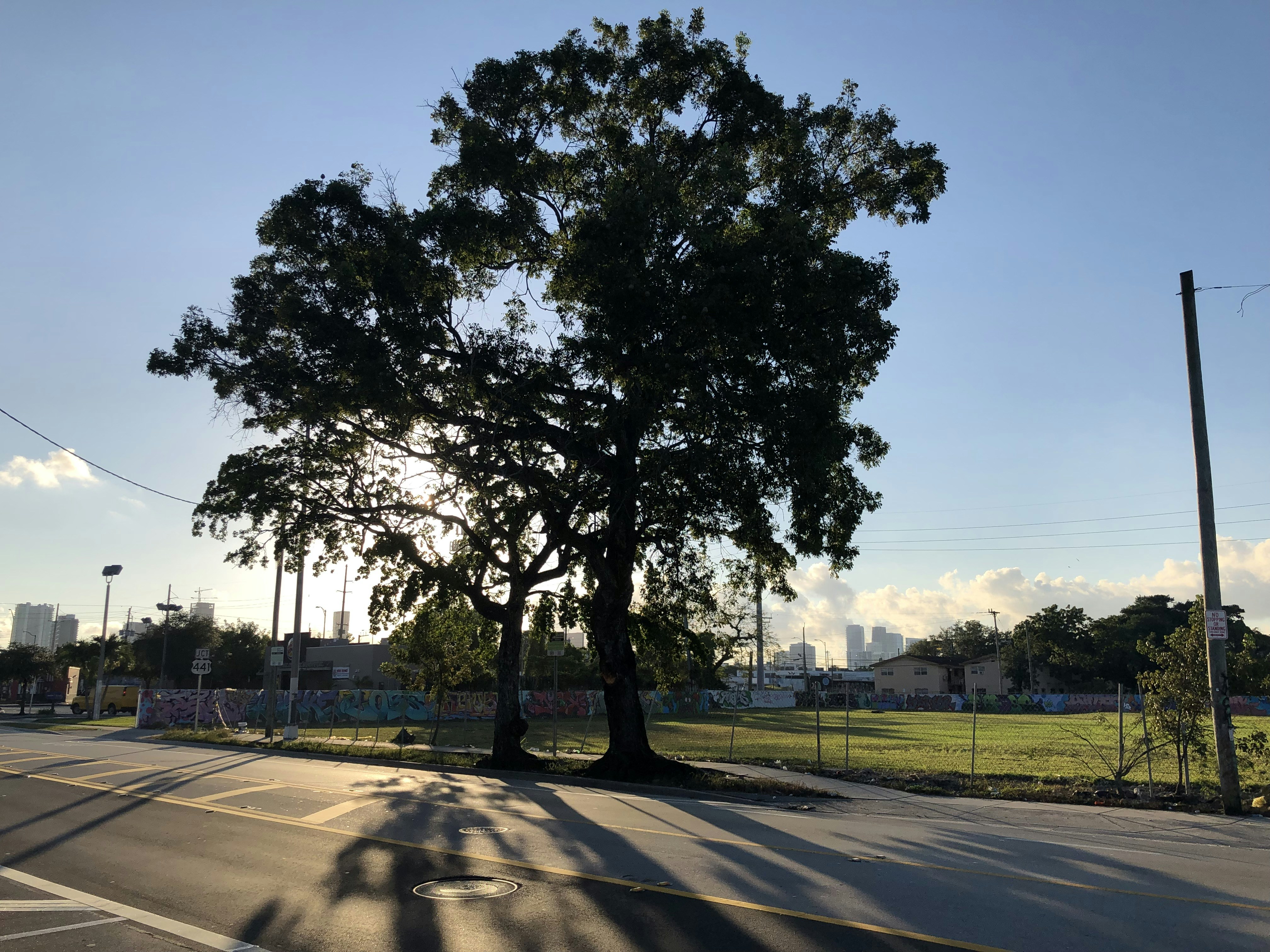 Twin Canopies Framing a Quiet Urban Verge at Dusk