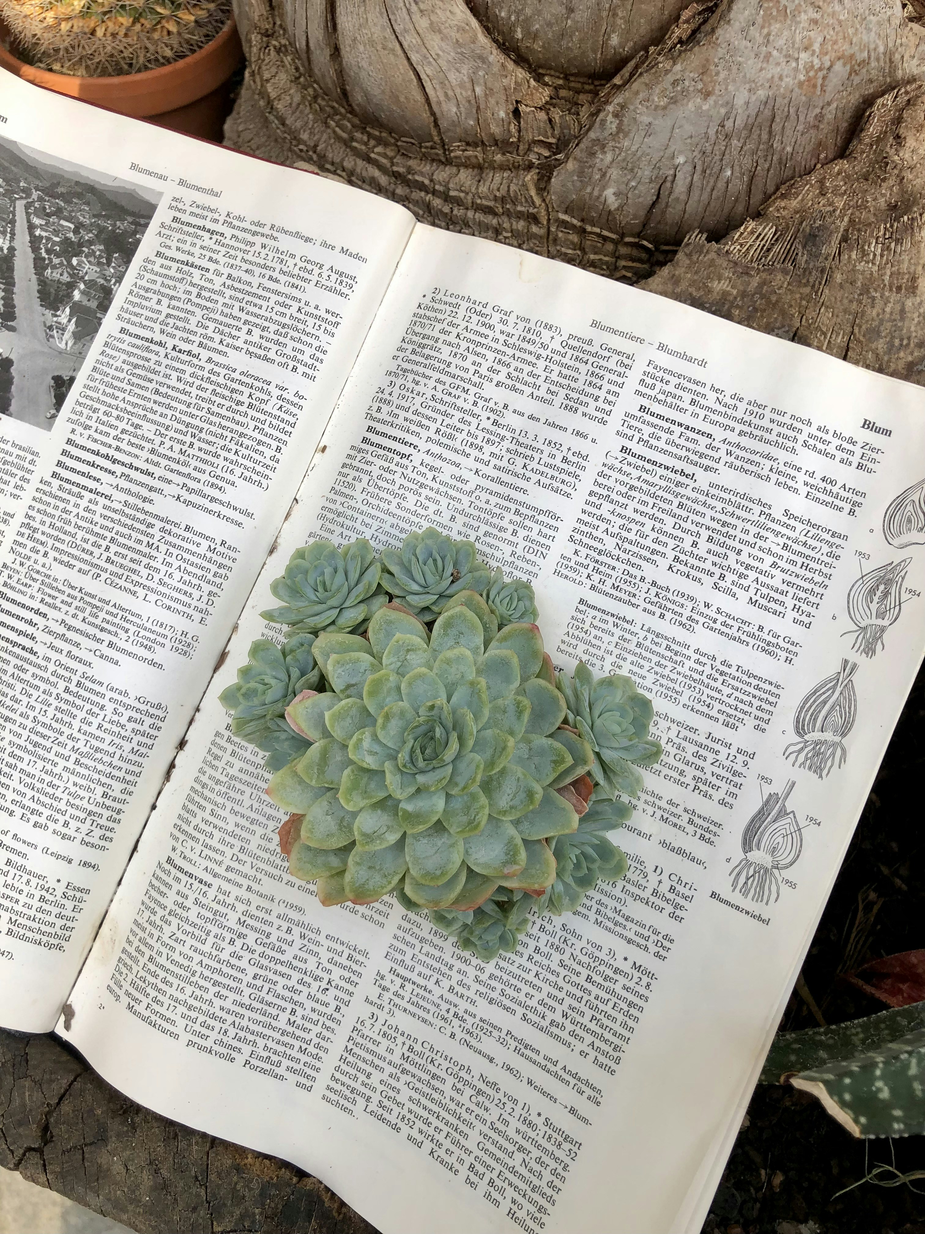 Nature's Page Turner: Succulent on Vintage Text