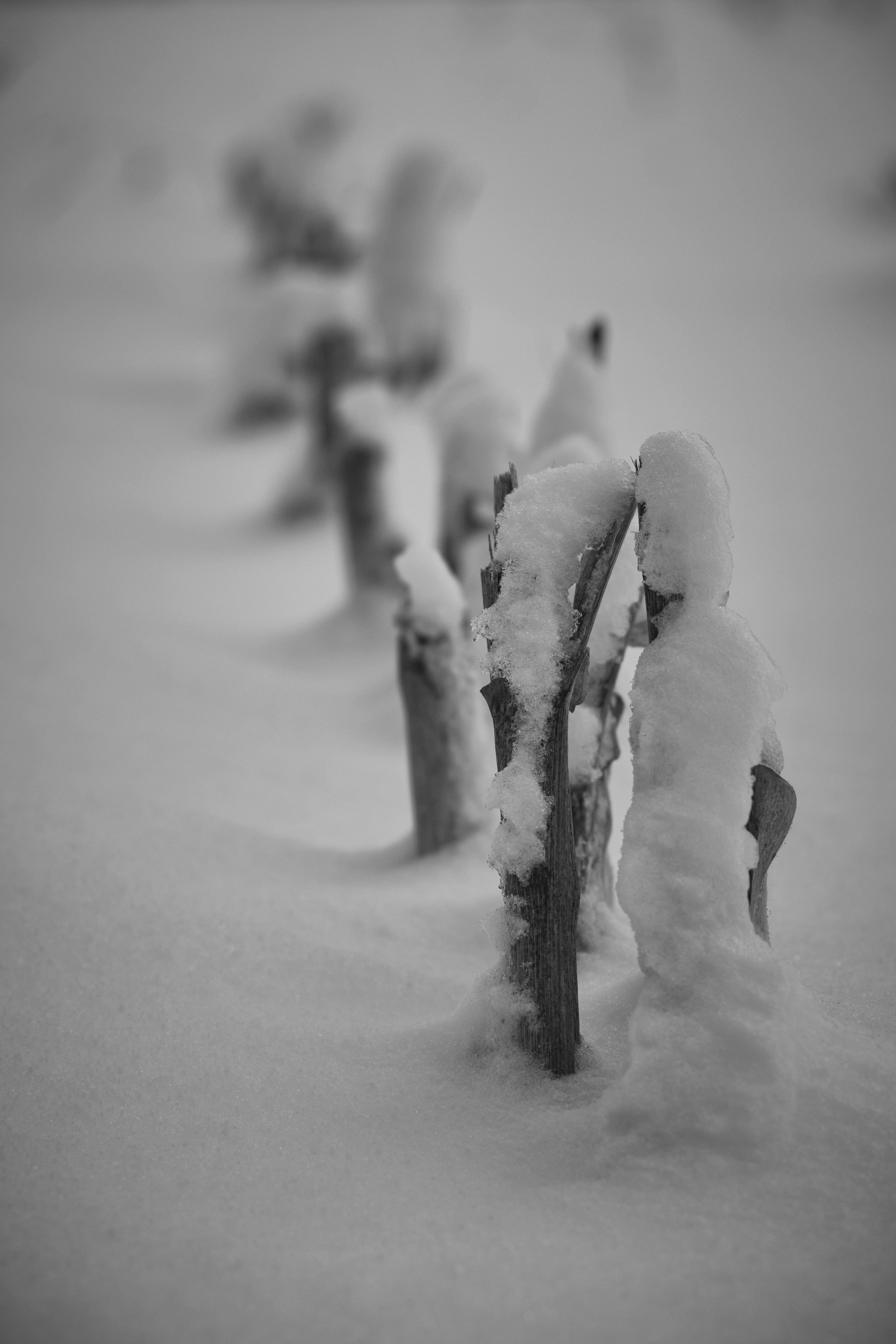 Frostline in Mono: Snow-kissed stems recede into a quiet winter horizon