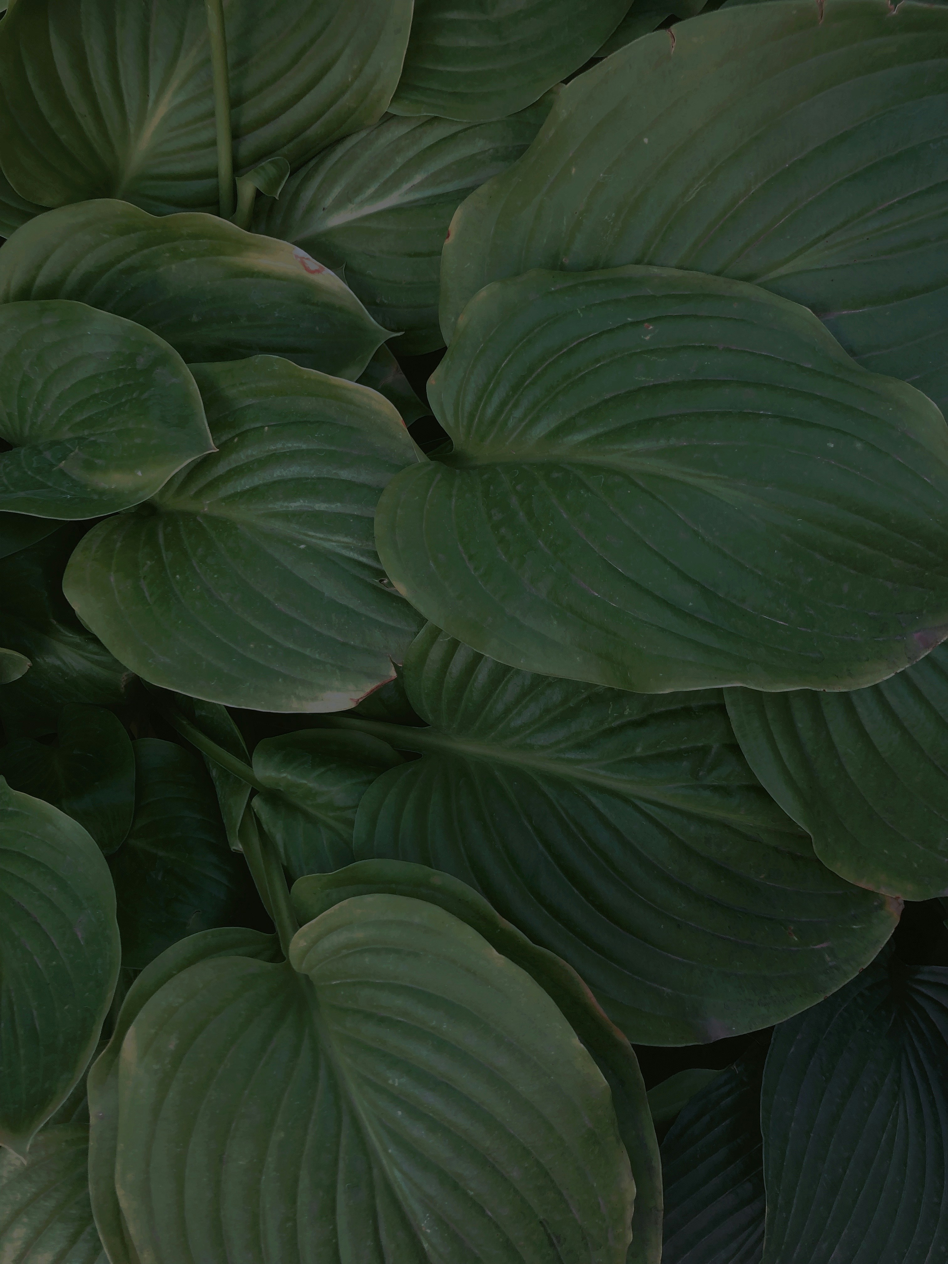 a close up of a green leafy plant