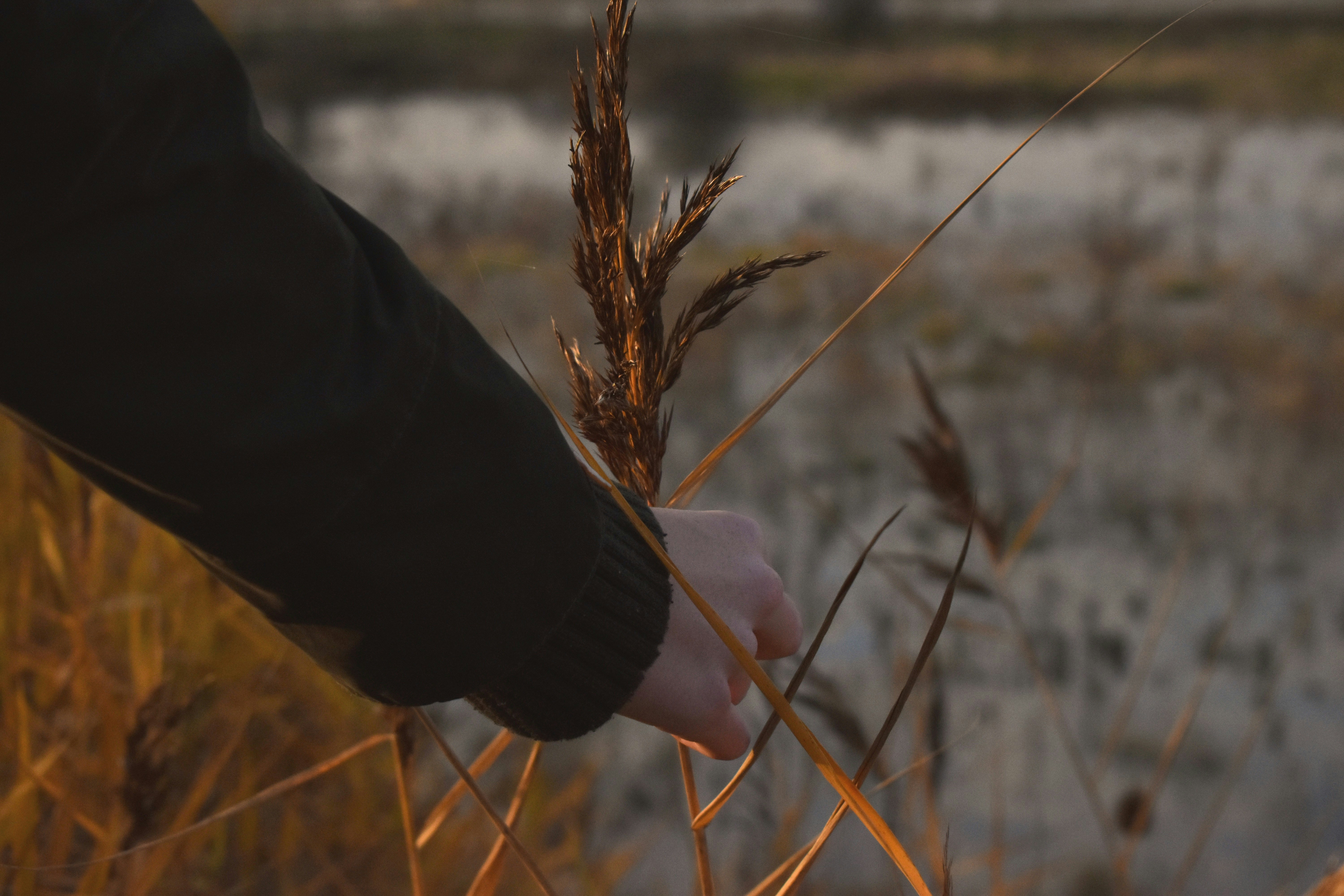 A hand gently holds a tuft of grass against a blurred natural backdrop, capturing a moment of connection with the environment.