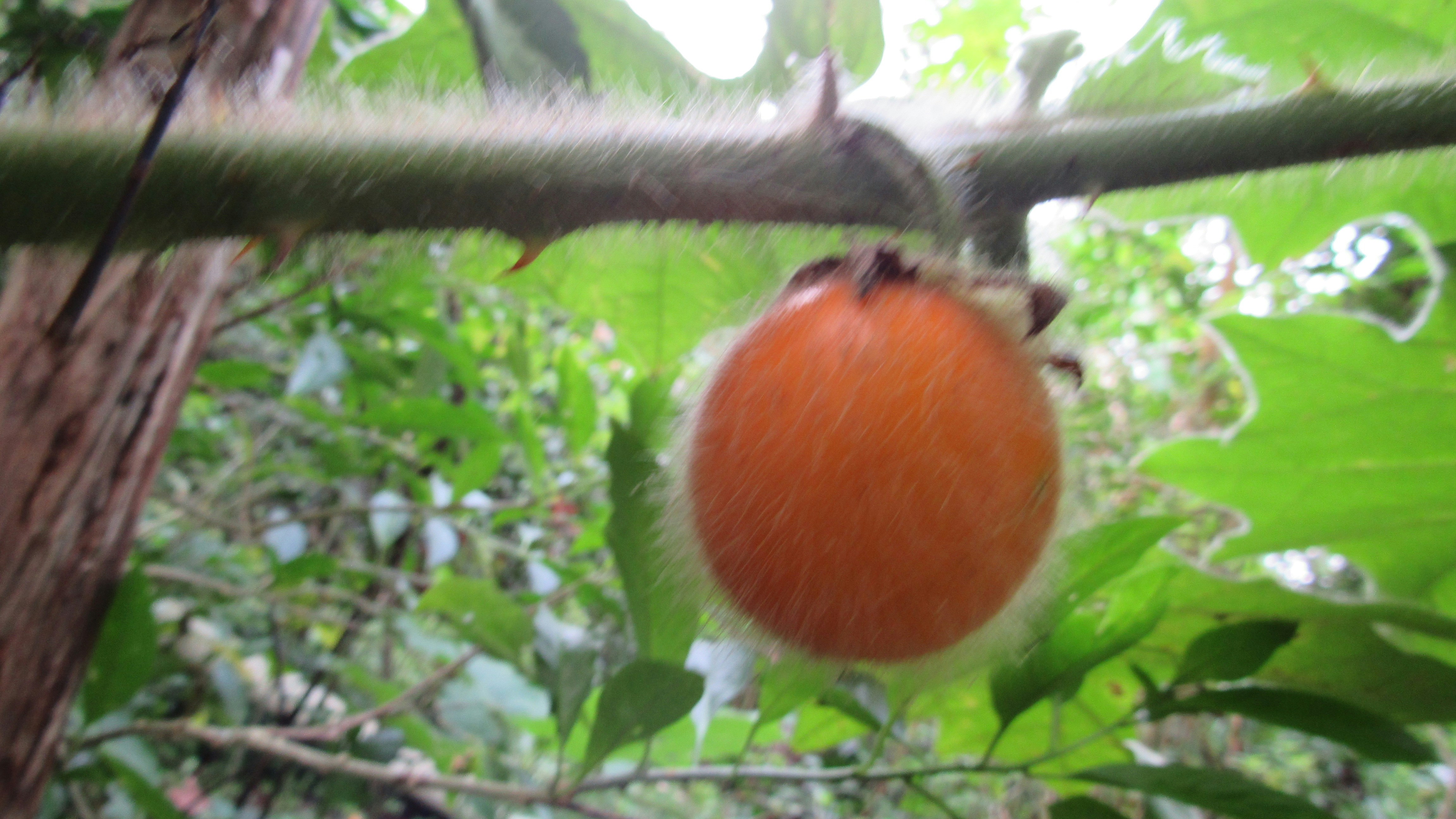 Orange fruit on a leafy branch framed by a wooden trellis