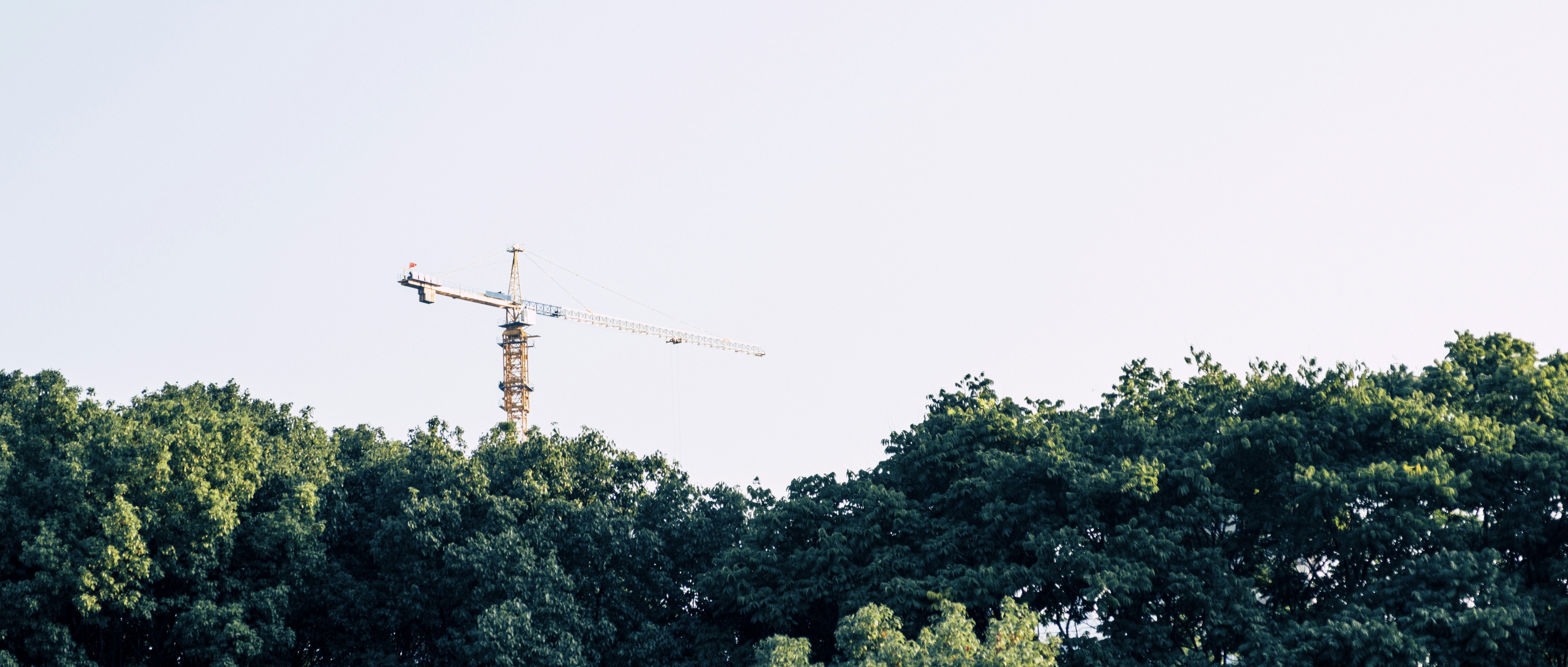 Cranes Crown the Tree Line: Subtle Skyline Break