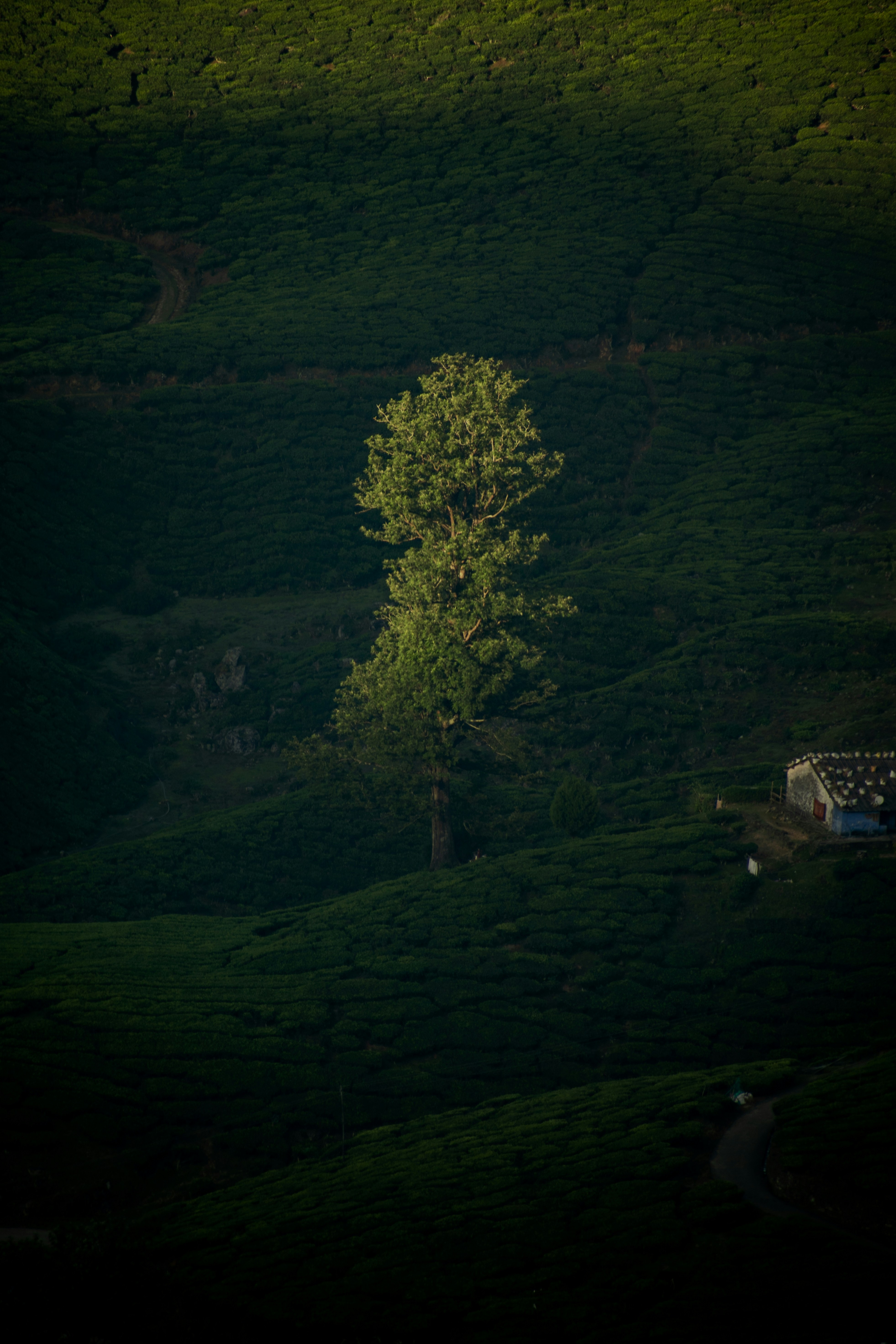 A solitary tree stands tall amidst rolling tea plantations, with a small structure nearby under soft twilight shadows.