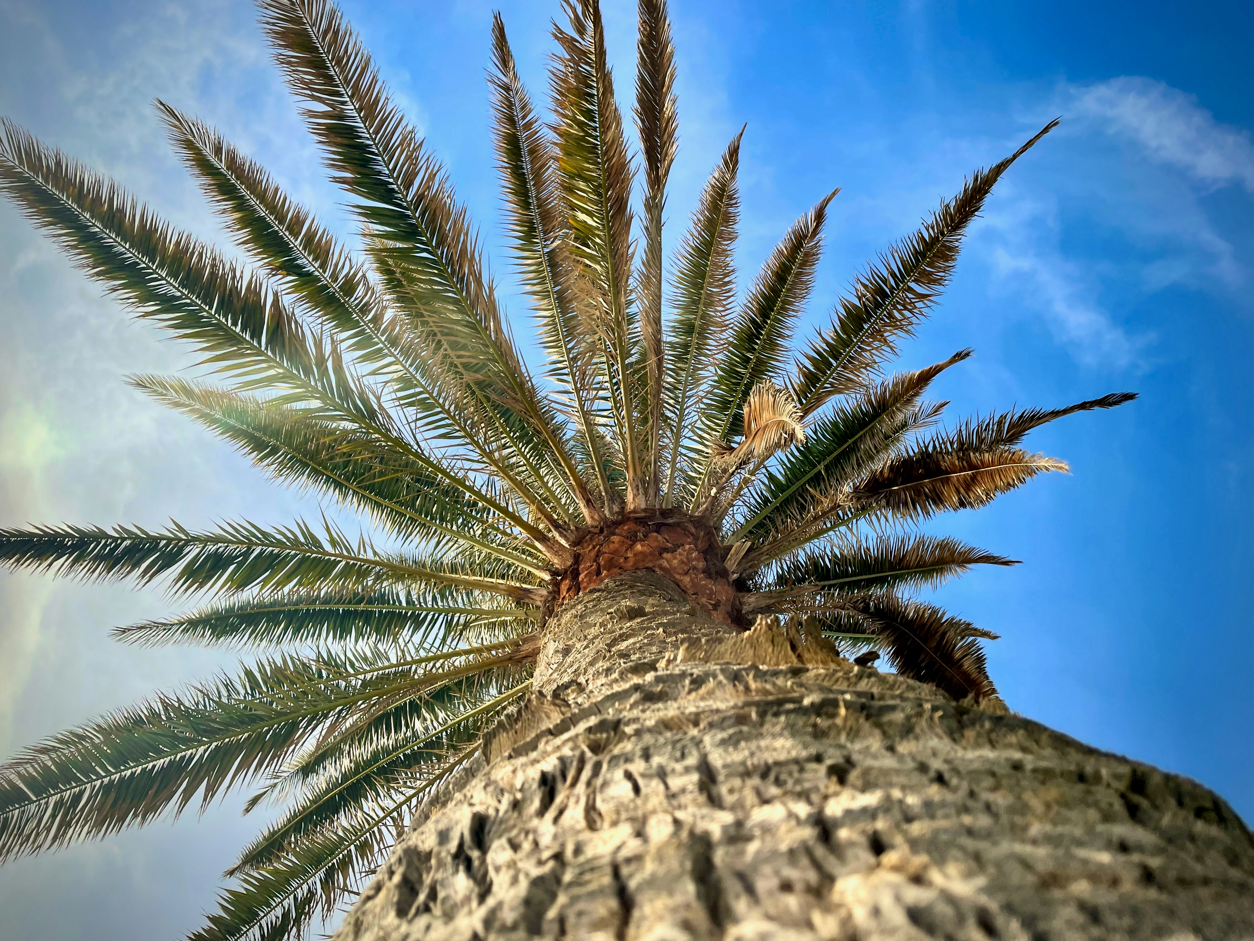 a palm tree with a blue sky in the background