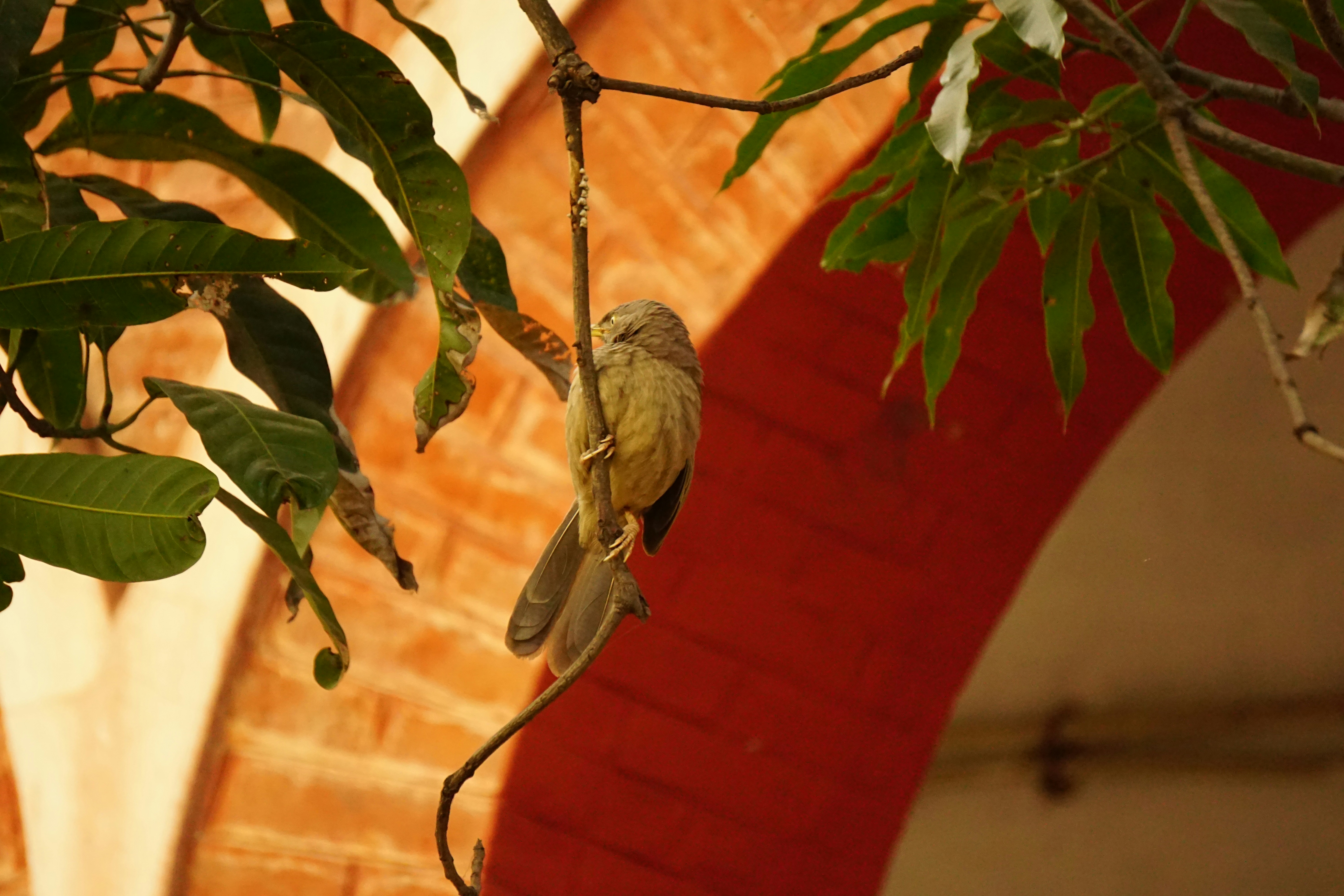 Tiny Songbird Under a Sunlit Brick Arch