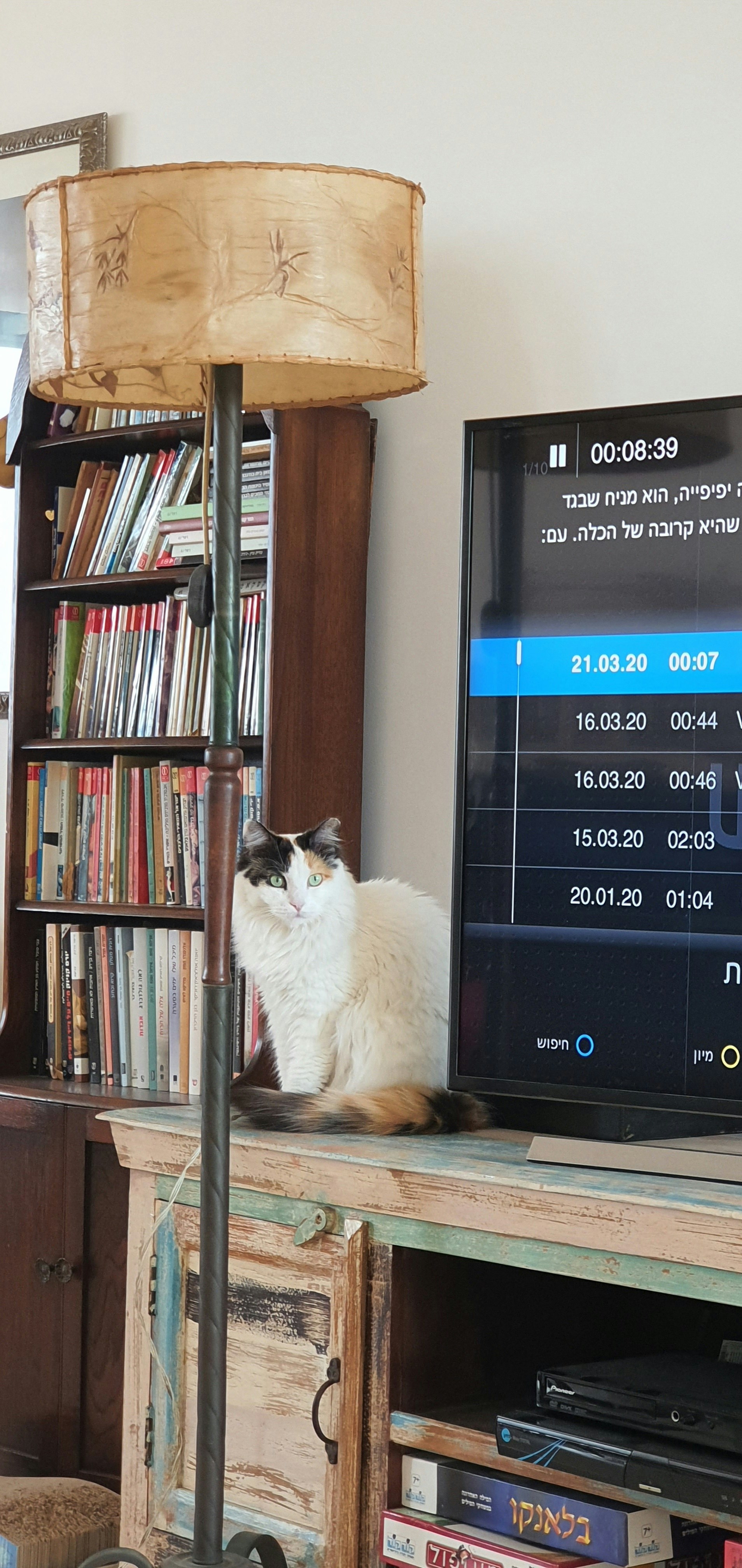 Calico cat perched on a wooden shelf beside a vintage lamp, with a television displaying a program in the background.