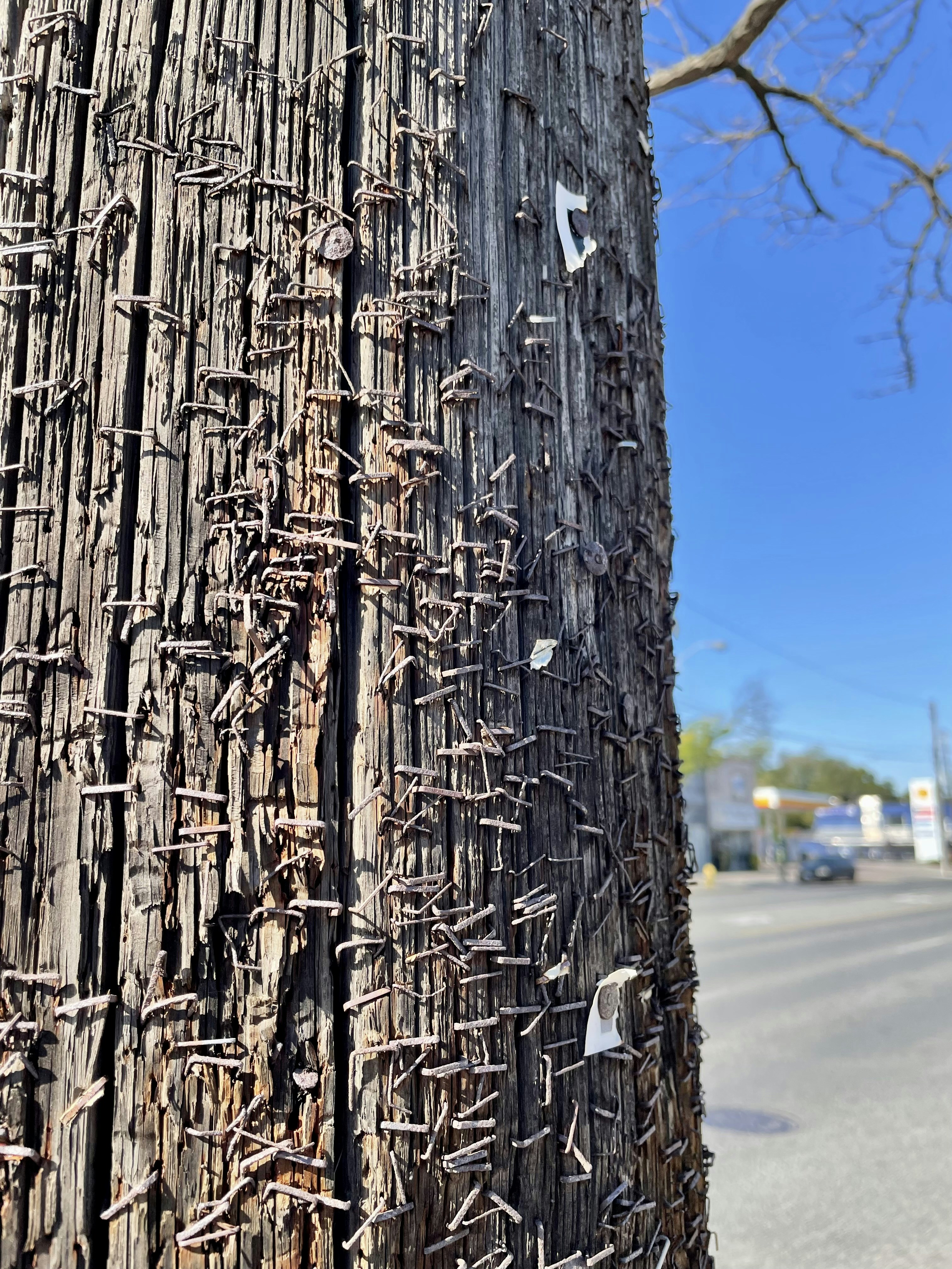 Peel and Bark: A Closer Look at a Weathered Utility Post