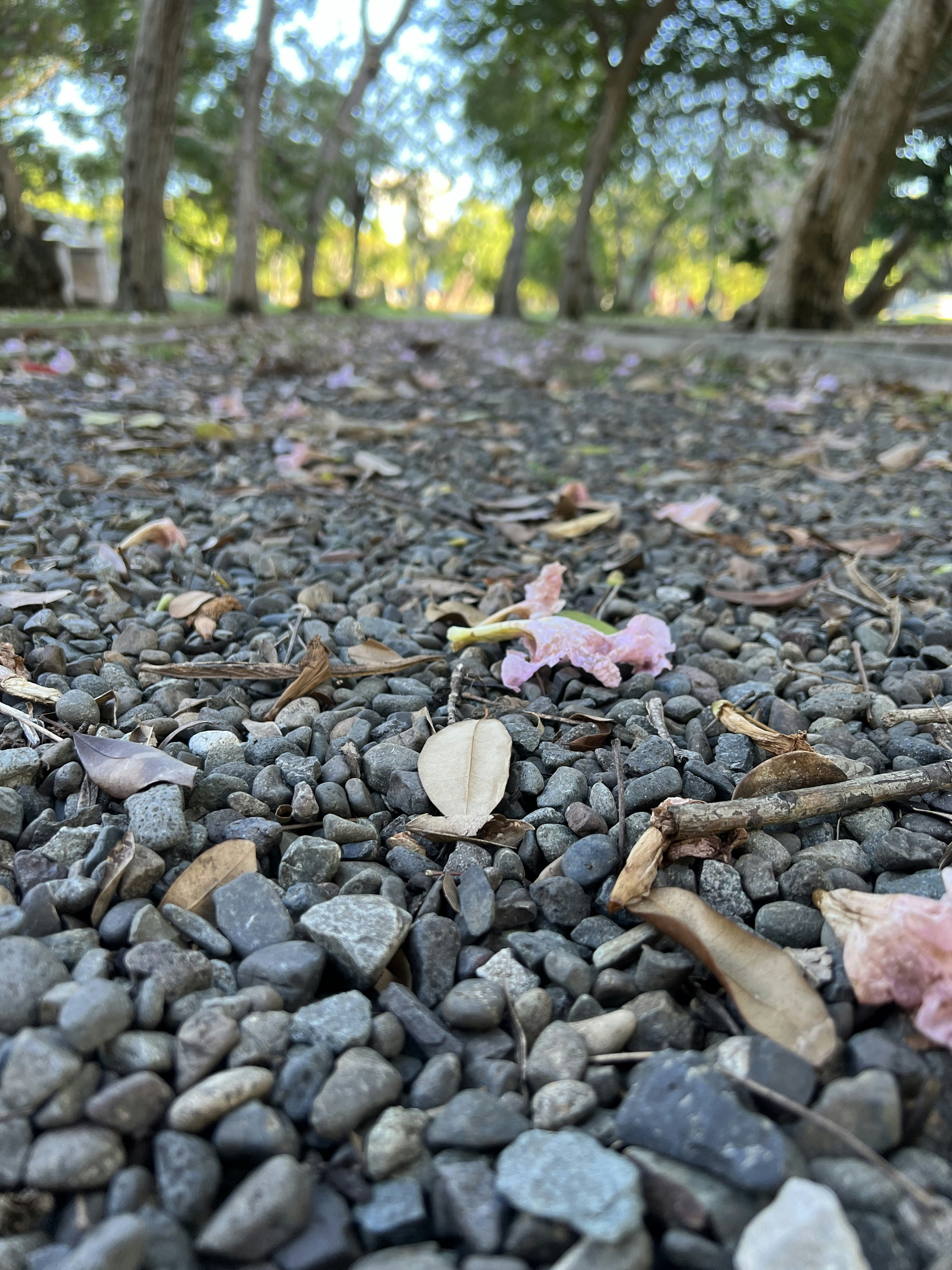 Grounded Petals: A Pebble Mosaic Under Tree Dapple