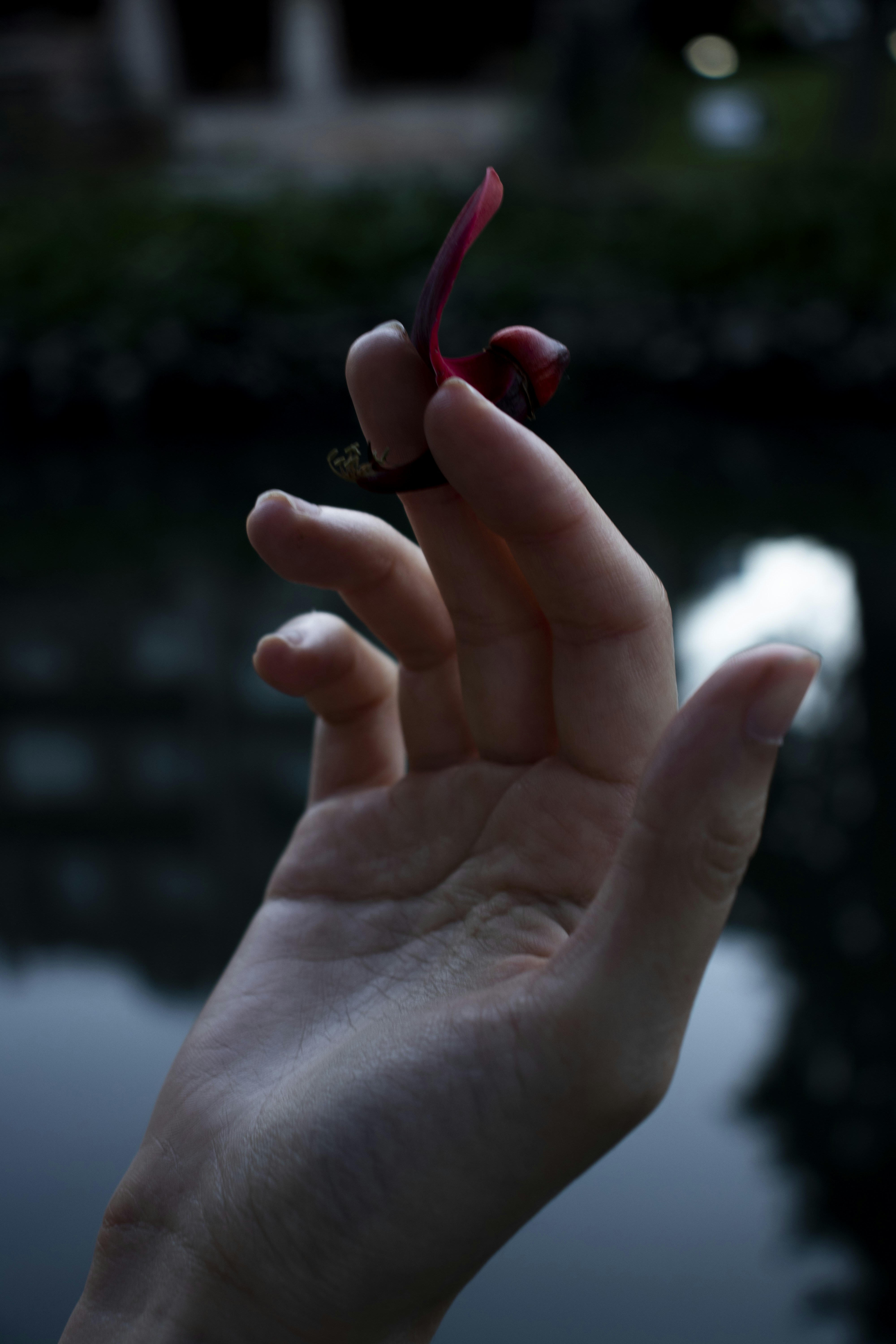 Crimson Petal Pinched Between Fingers Beneath a Quiet, Dim Backdrop