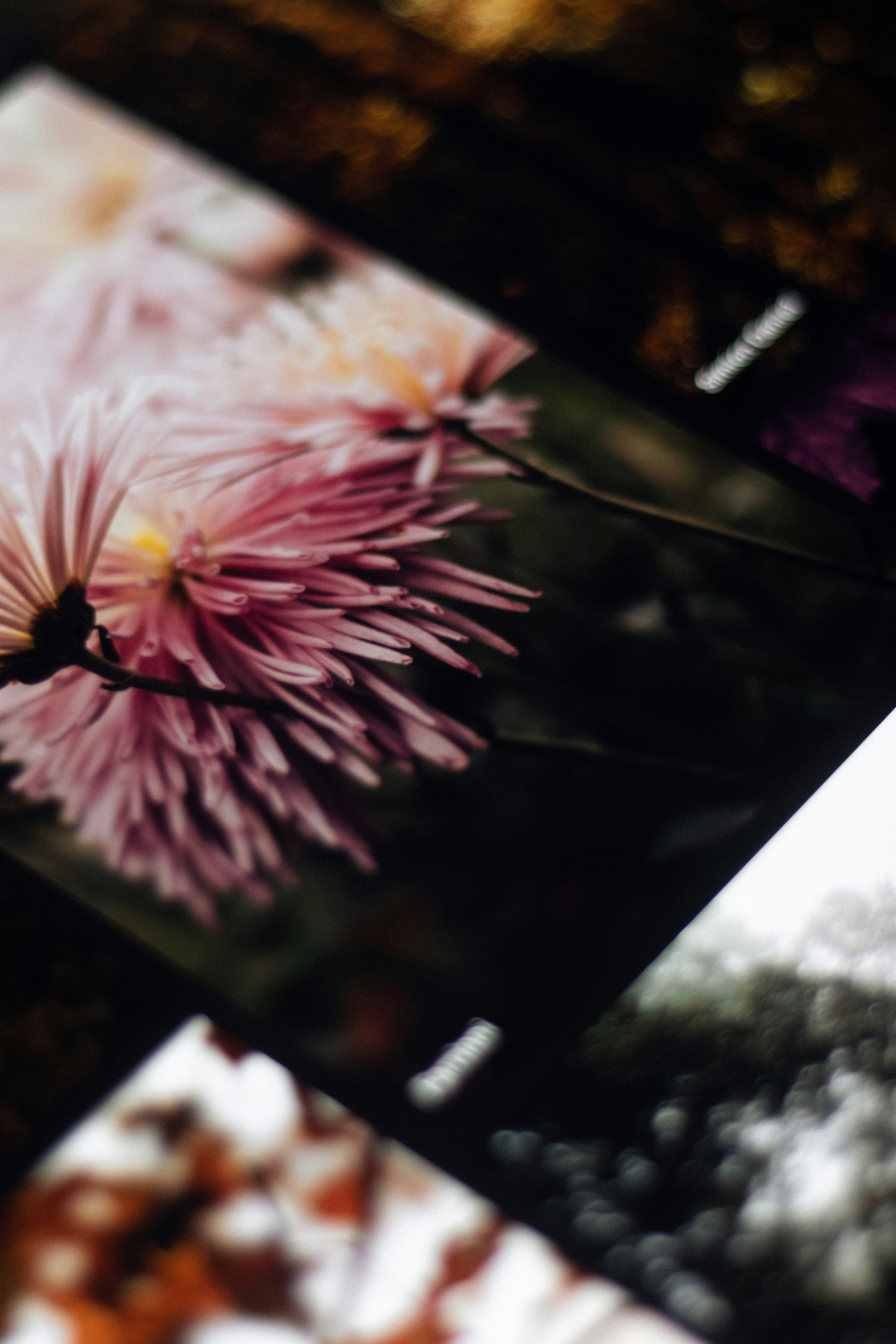 Close-up of pink chrysanthemums with delicate petals, showcasing intricate details against a blurred background.