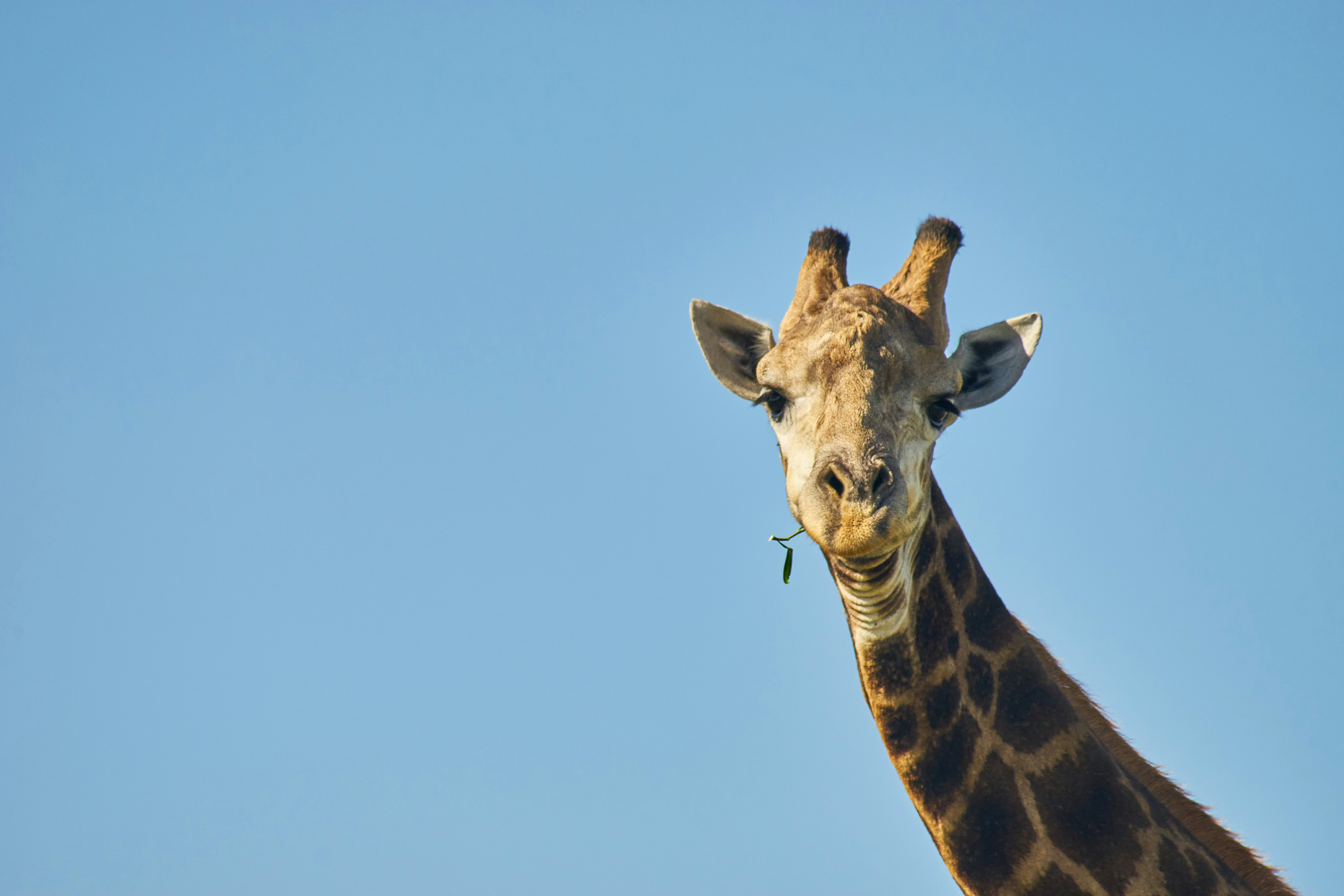 A giraffe with a blue sky in the background photo – Free Giraffe Image ...
