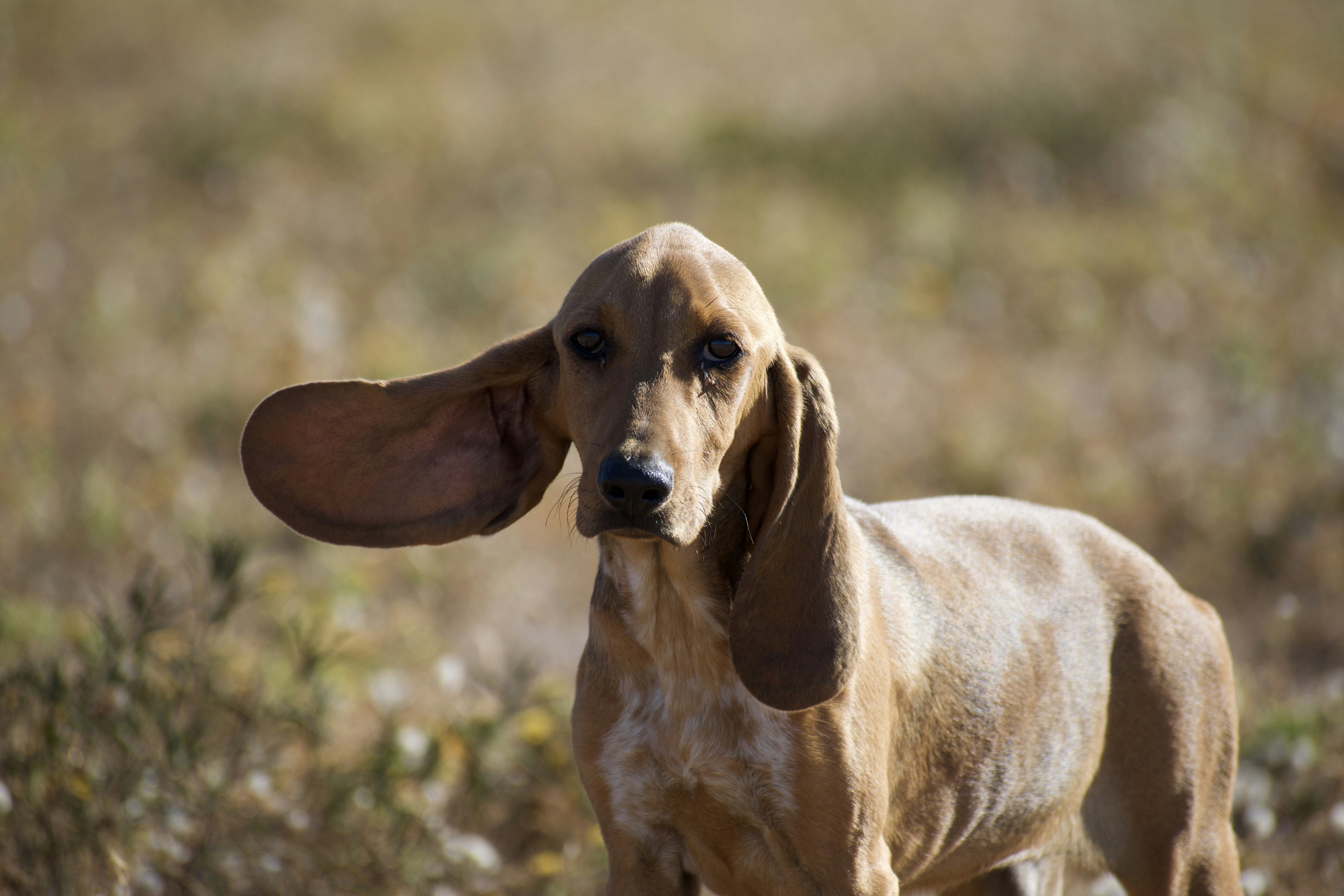 Sunlit Pause: A Long-Eared Hound in a Quiet Meadow