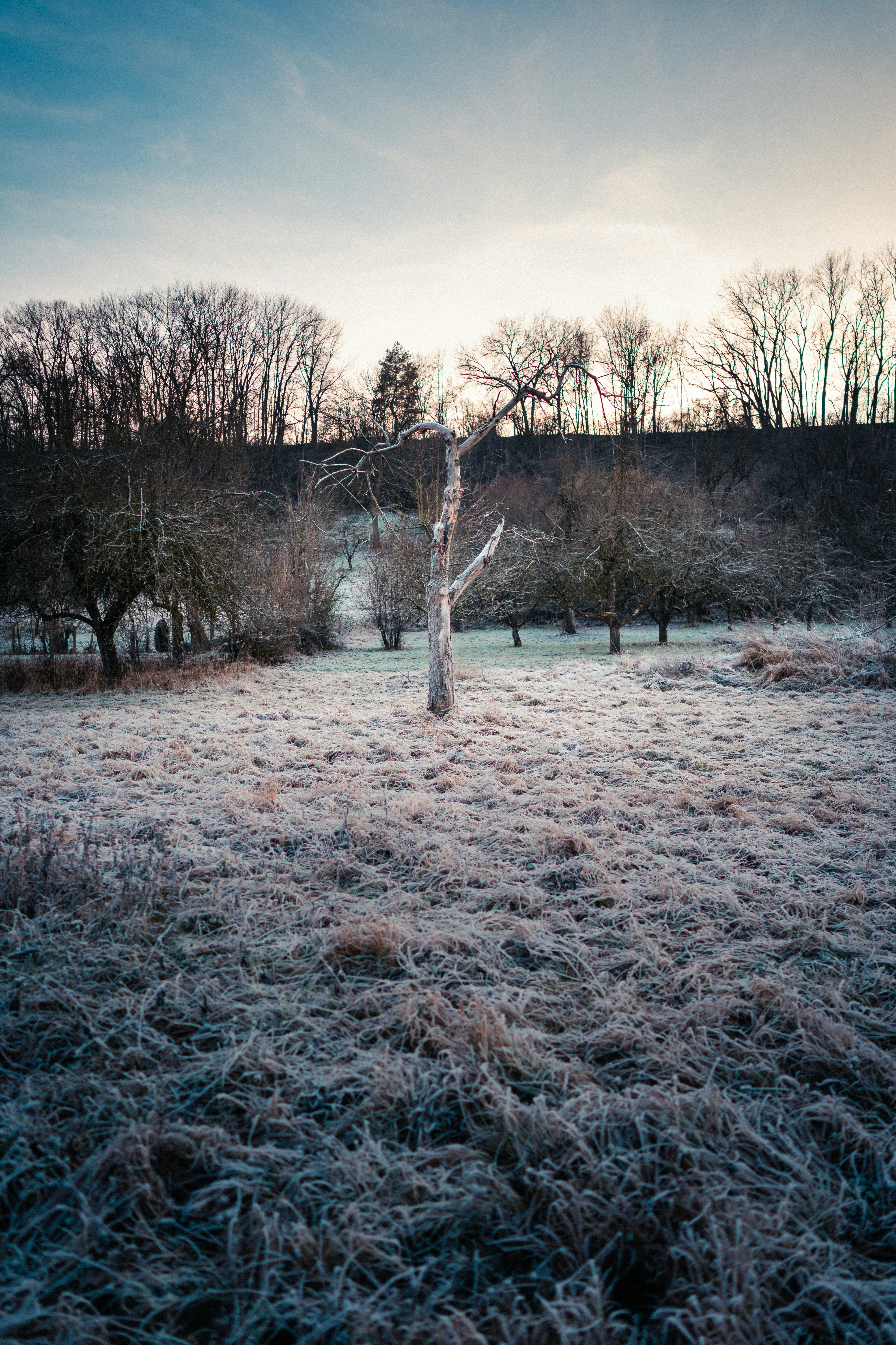 Foto Un campo helado con un árbol solitario en el medio – Imagen Hielo ...